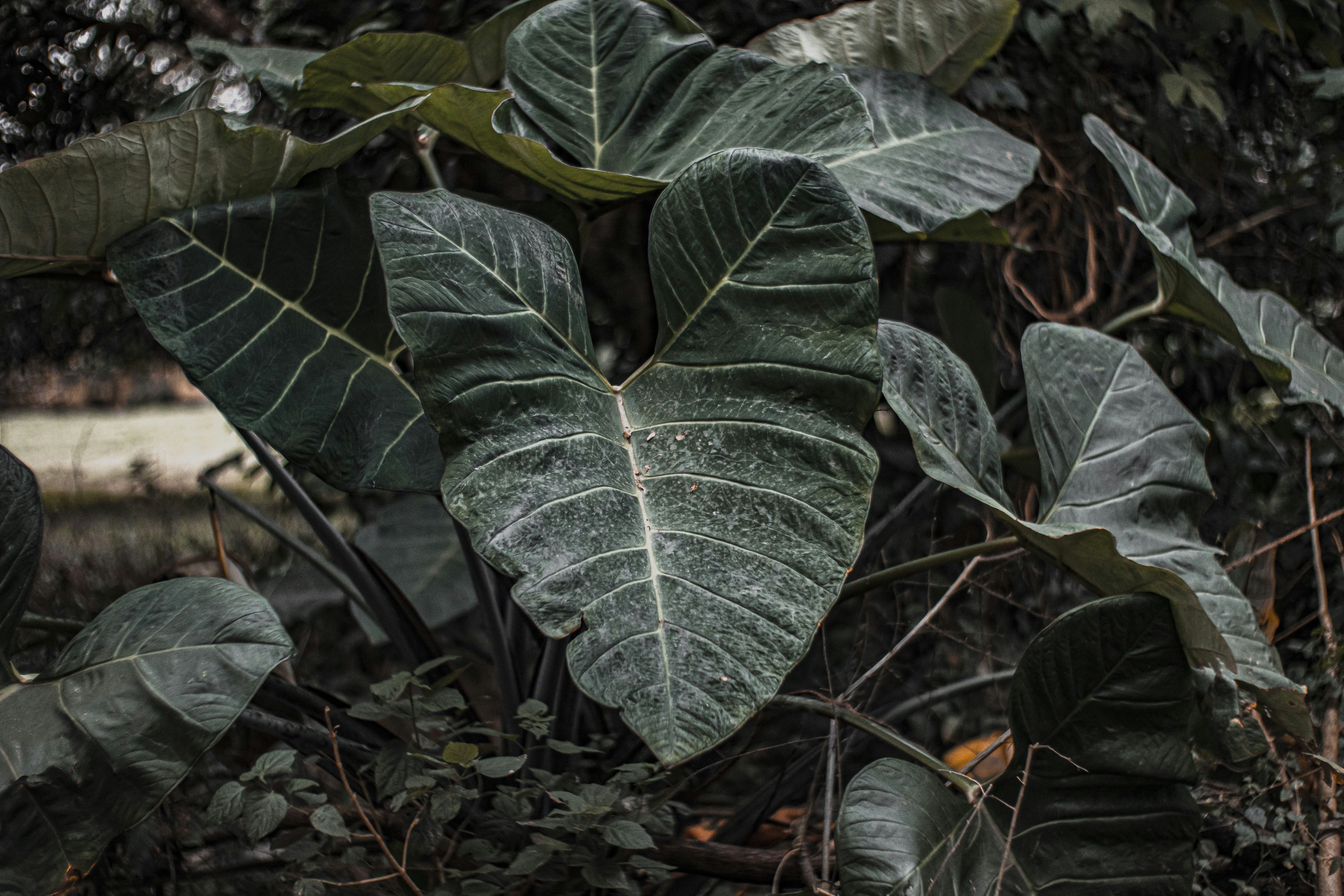 Une grande plante feuillue au milieu d’une forêt photo – Photo Gris ...