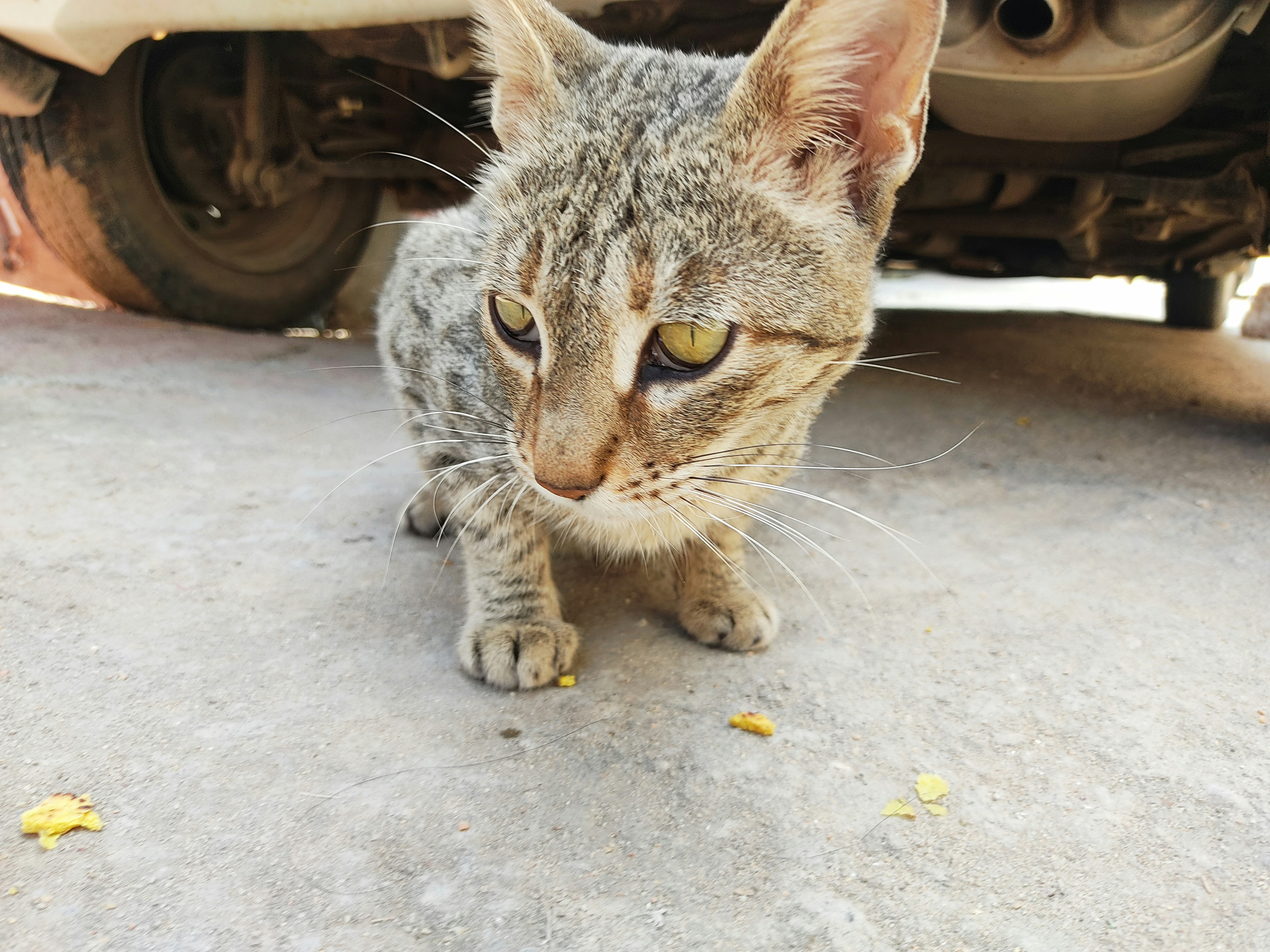 A curious tabby cat explores the ground beneath a parked vehicle, highlighting its inquisitive nature and playful demeanor.