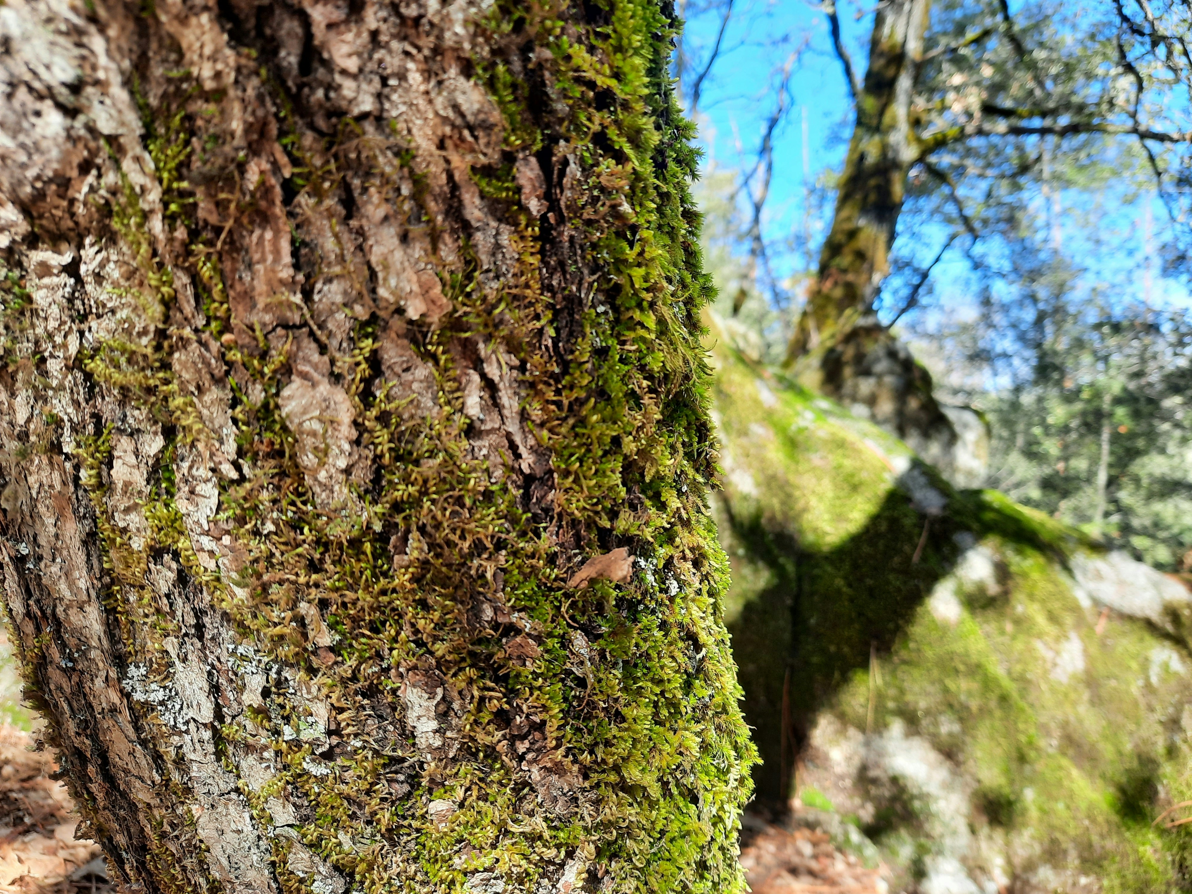 Foto Un primer plano de un árbol con musgo creciendo en él – Imagen ...