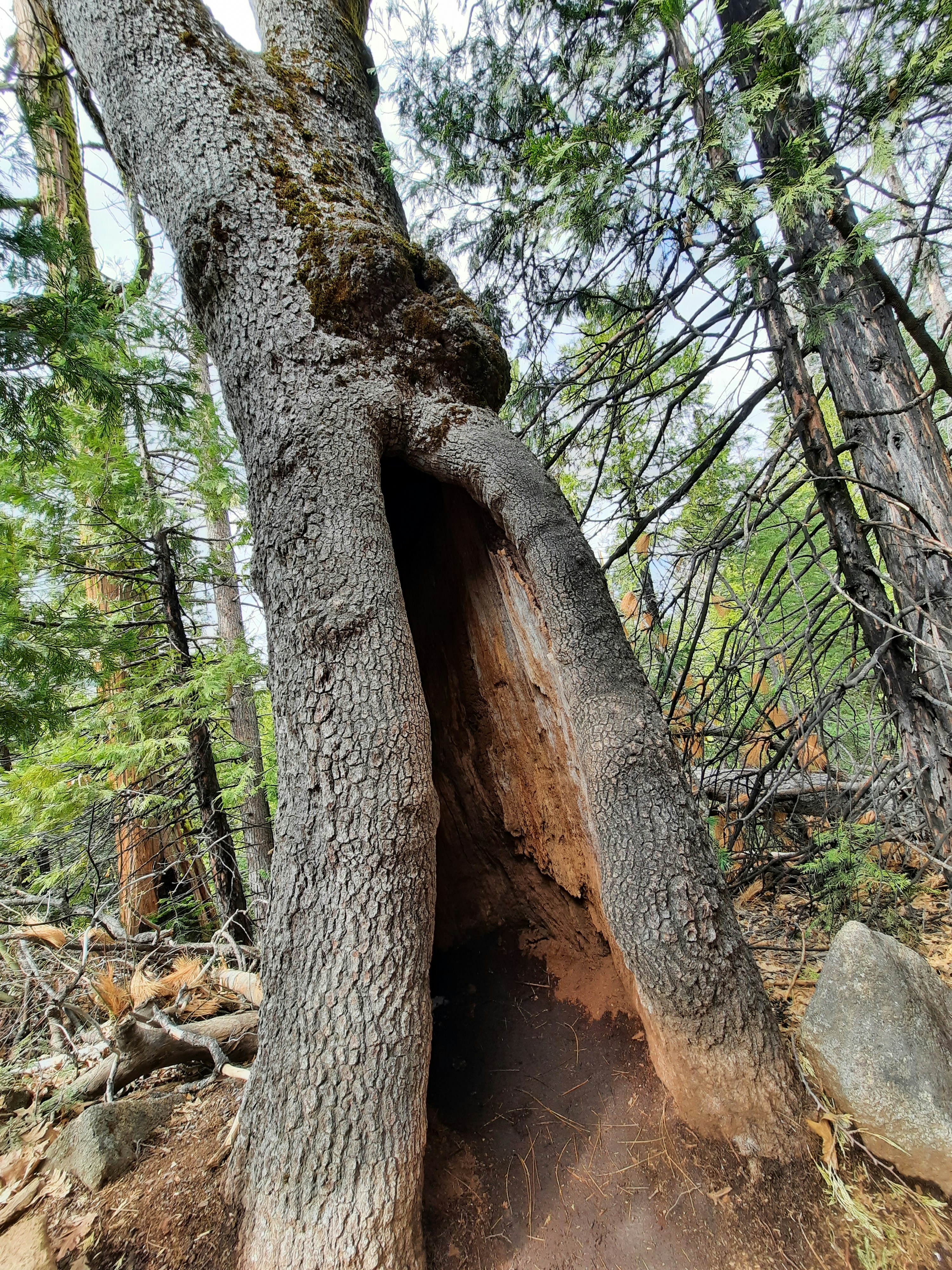 a large tree that has fallen down in the woods