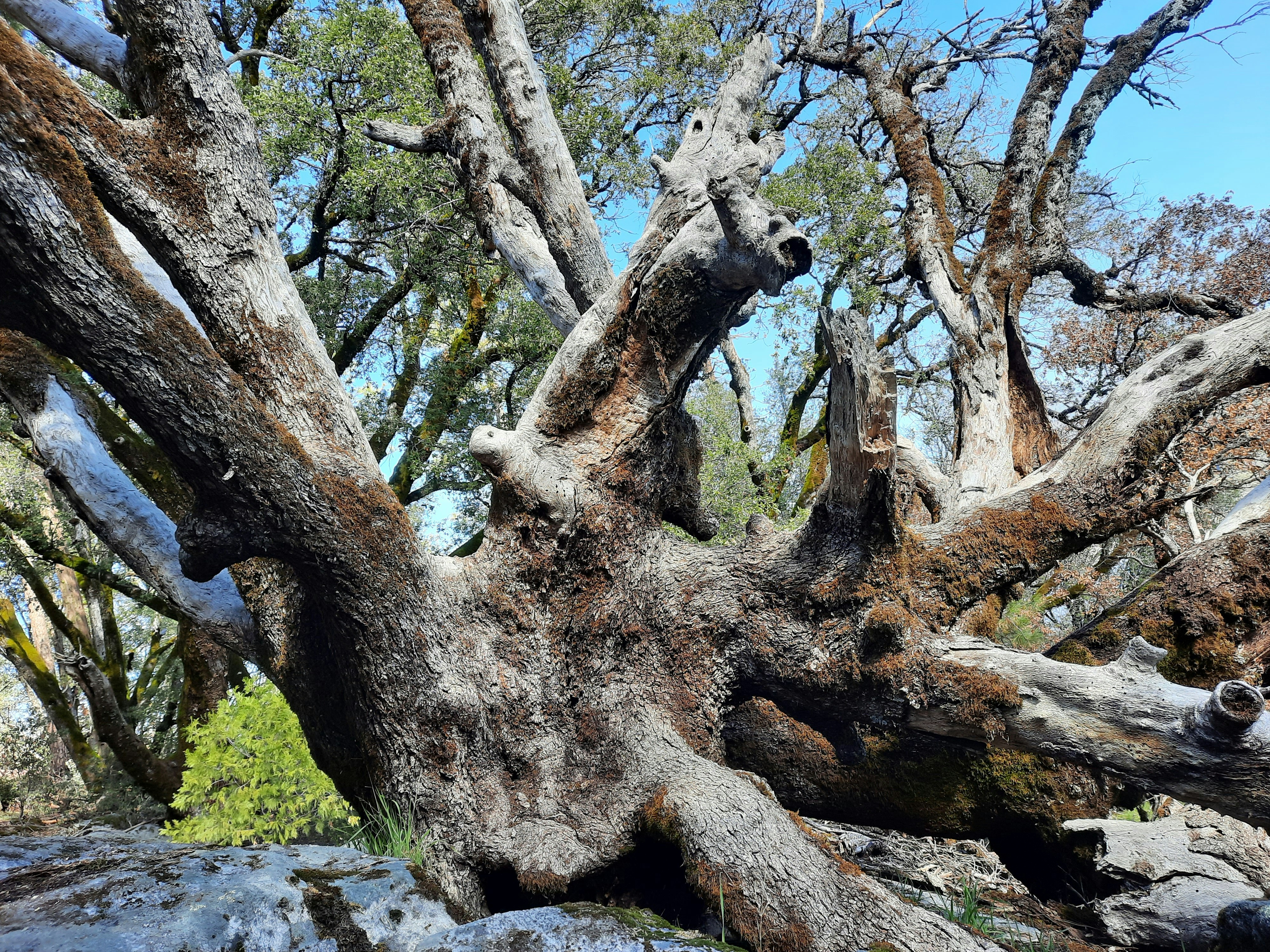A large tree that has fallen over in the woods photo – Free Grey Image ...