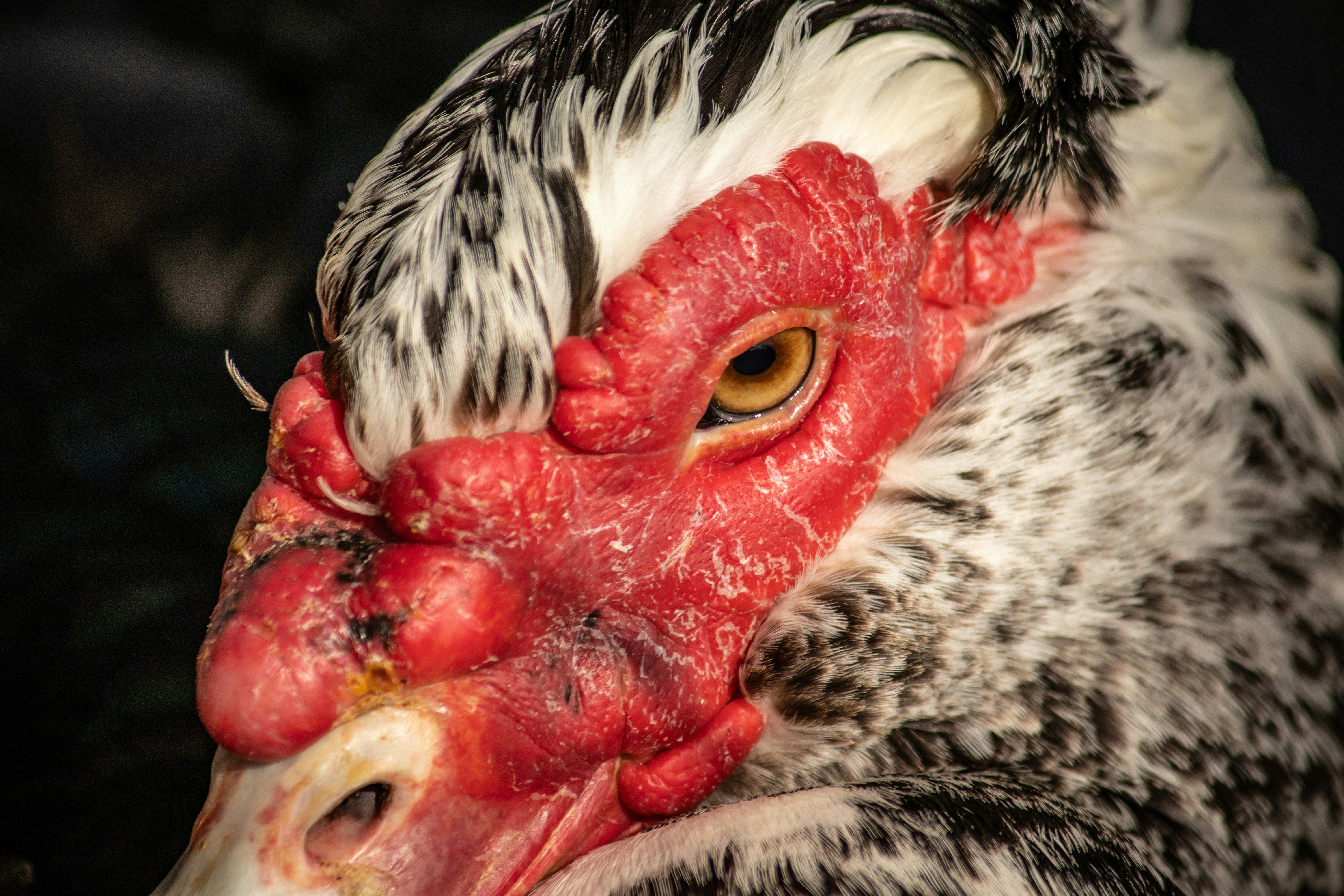 Crimson Wattle Close-Up: Texture and Eye of a Chicken