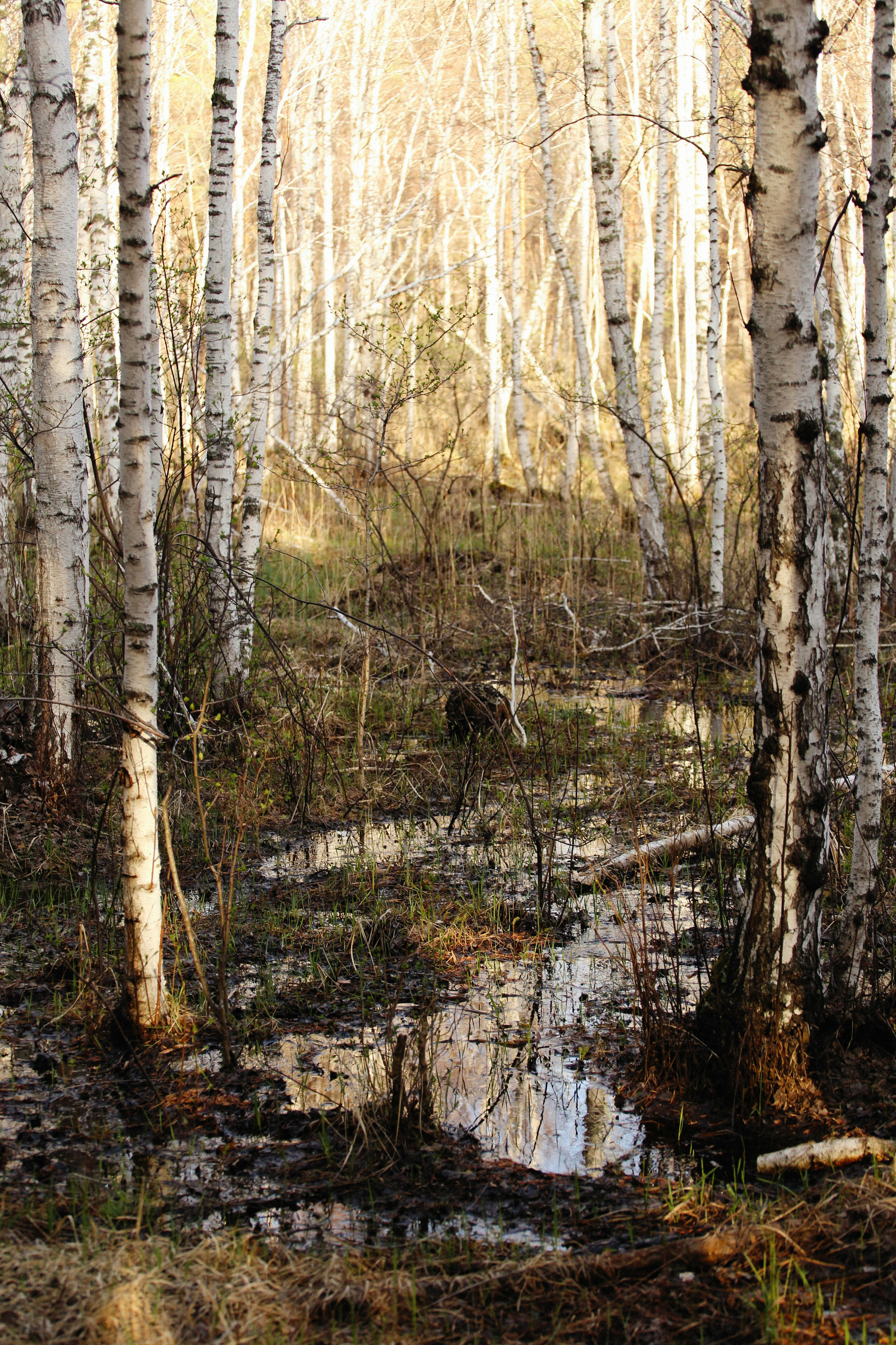 A forest filled with lots of tall white trees photo – Free Outdoors ...