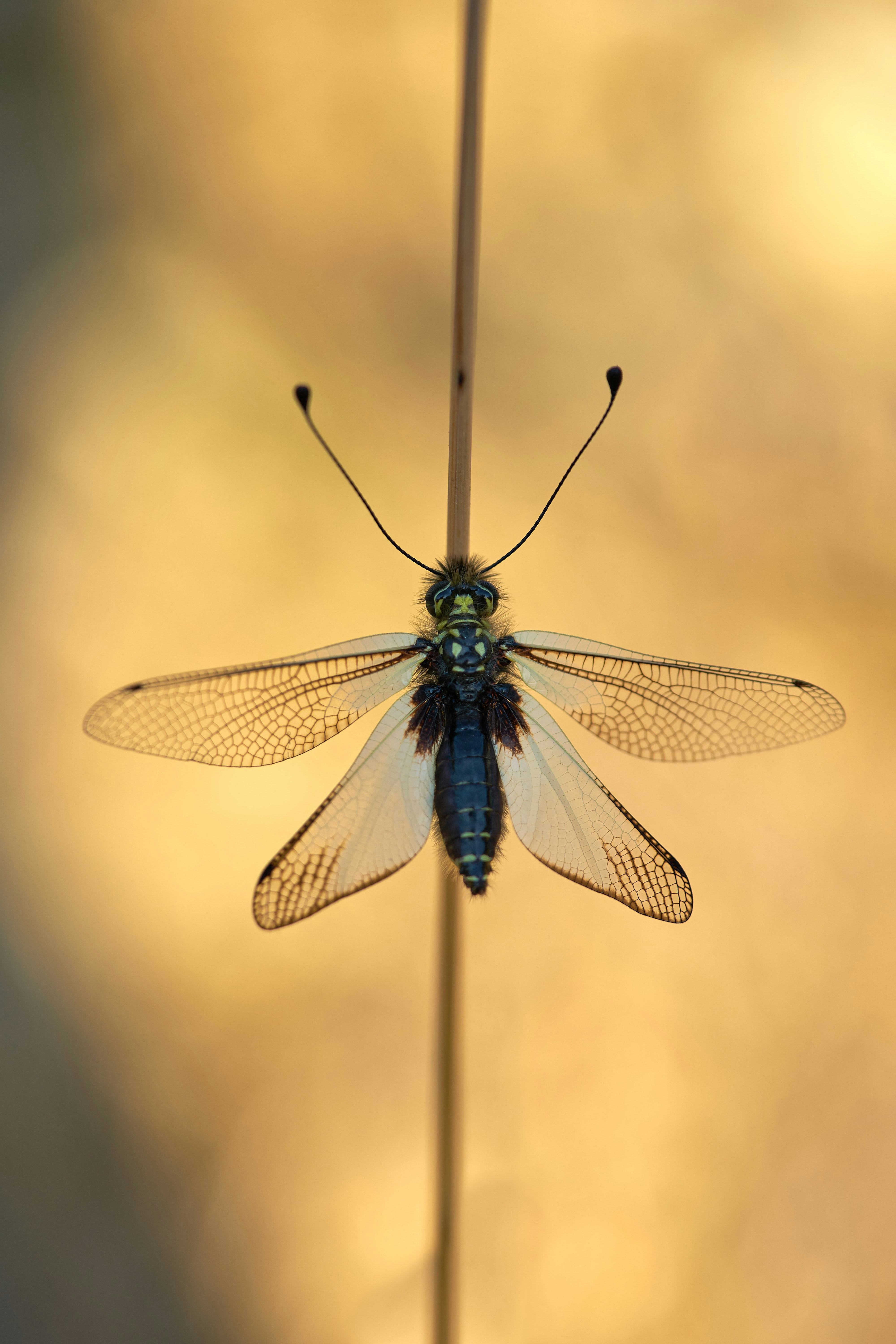 A blue and black insect sitting on top of a plant photo – Free ...