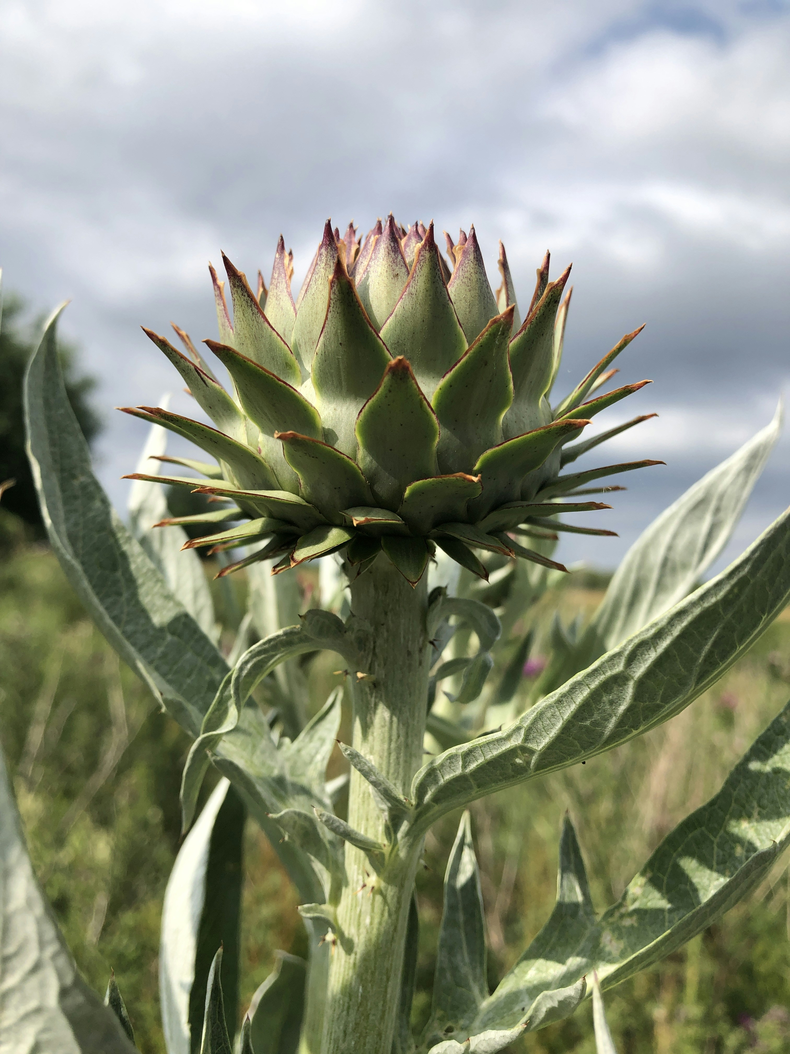 Protea Crown: Close-Up of a Budding Empire