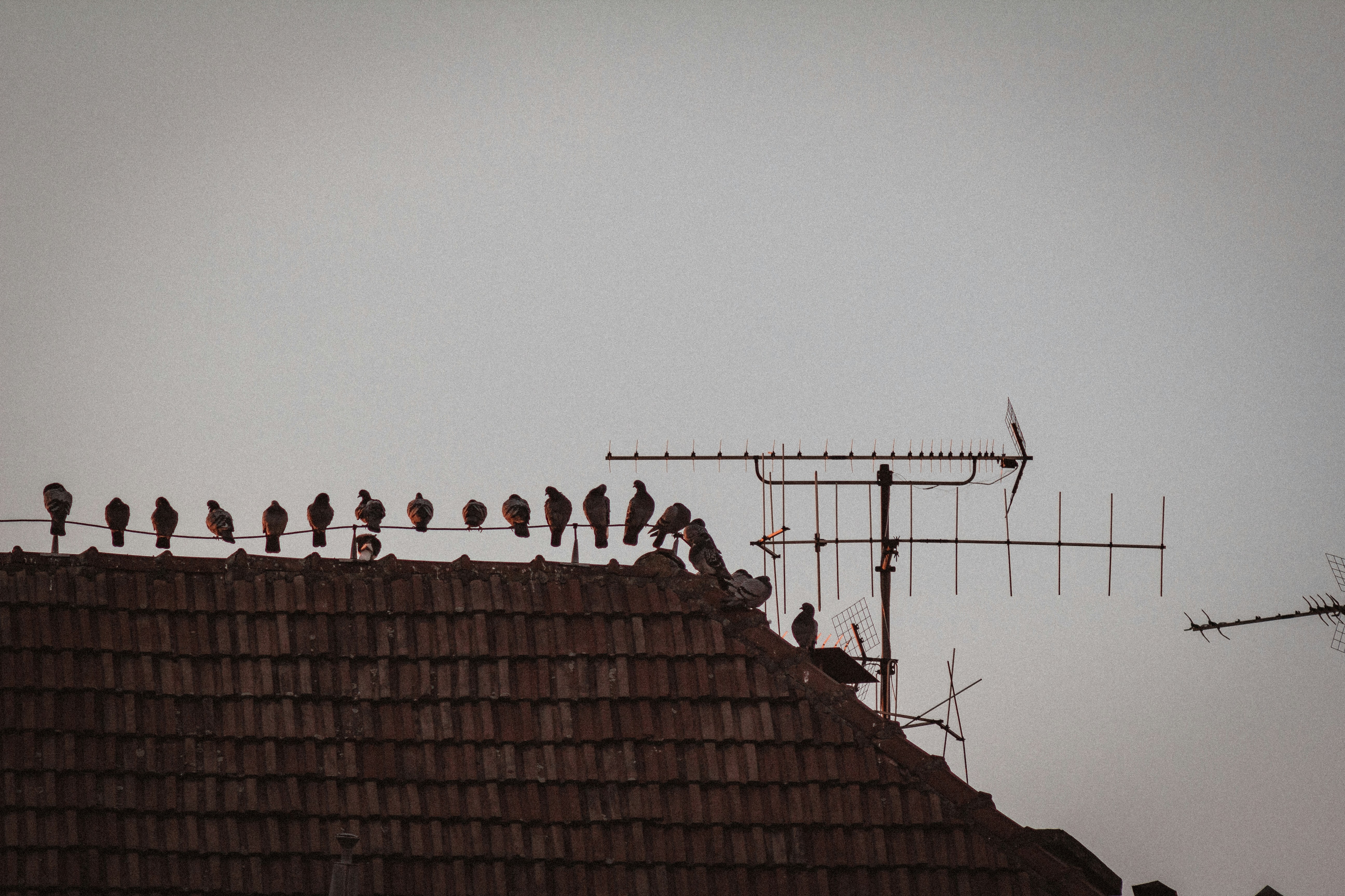Rookery on the Ridge: Birds perching along a rooftop silhouette