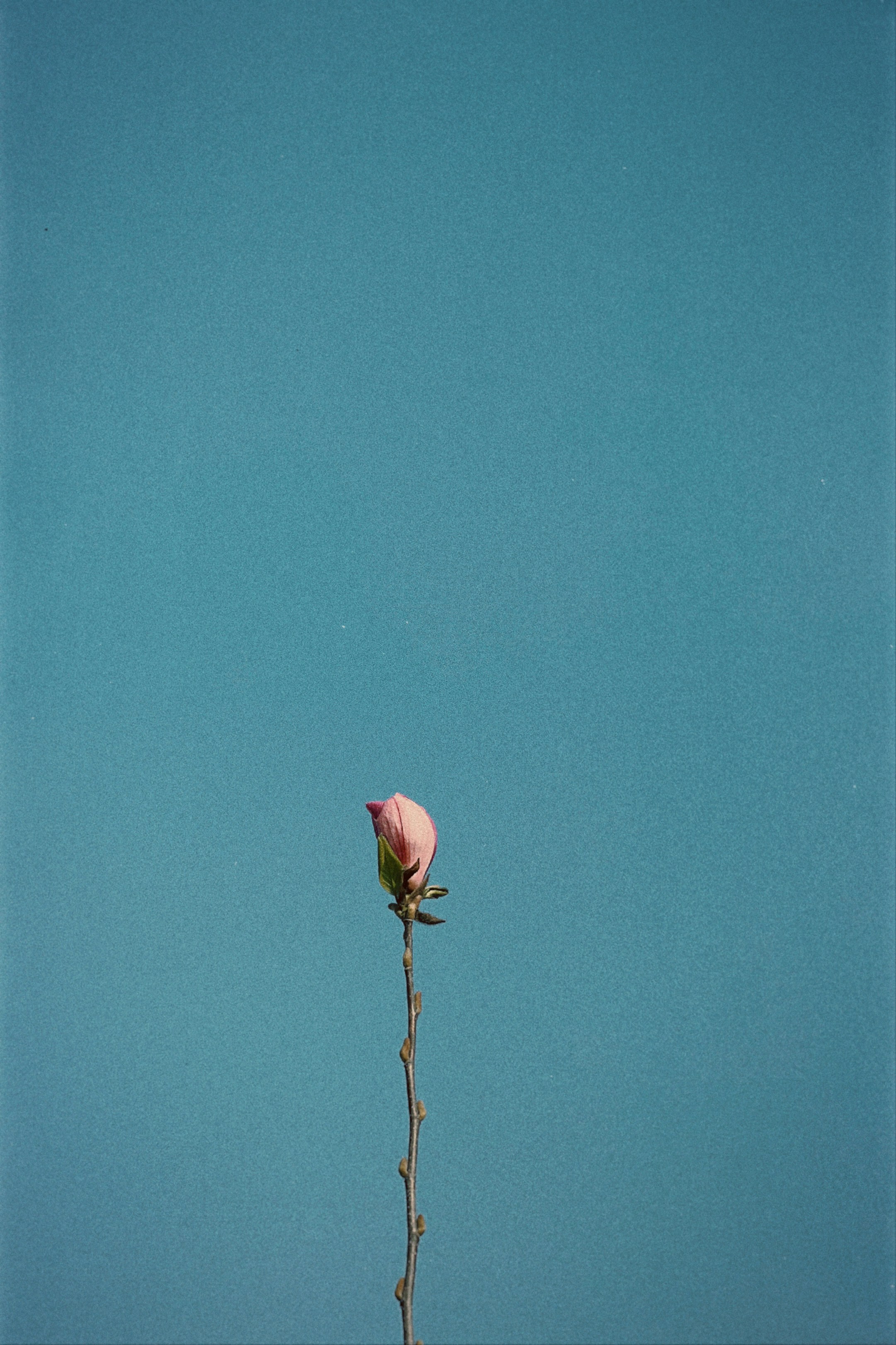Single Flower Tumblr Photography