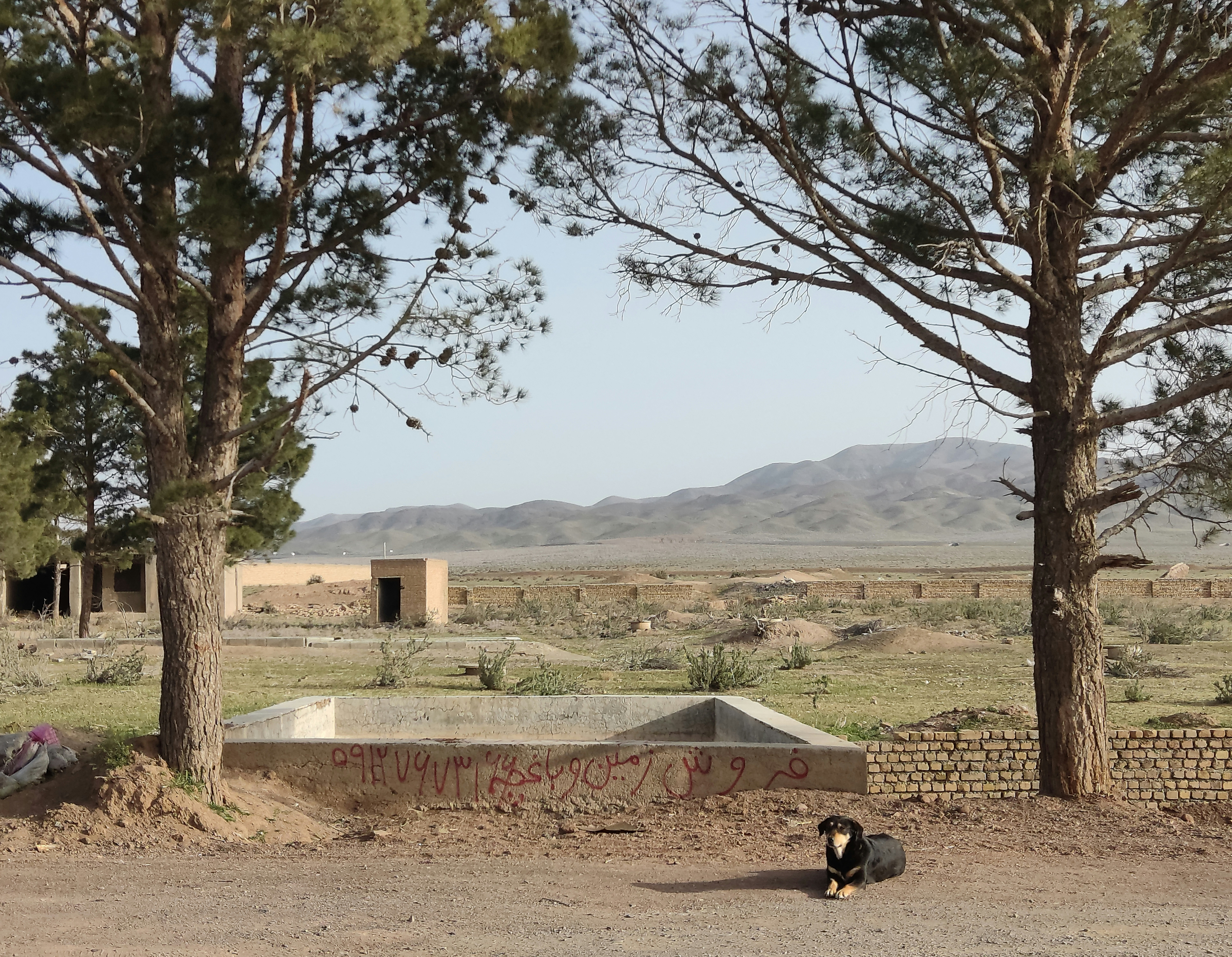 Desert Courtyard with a Guarded Dog Beneath Pine Arches