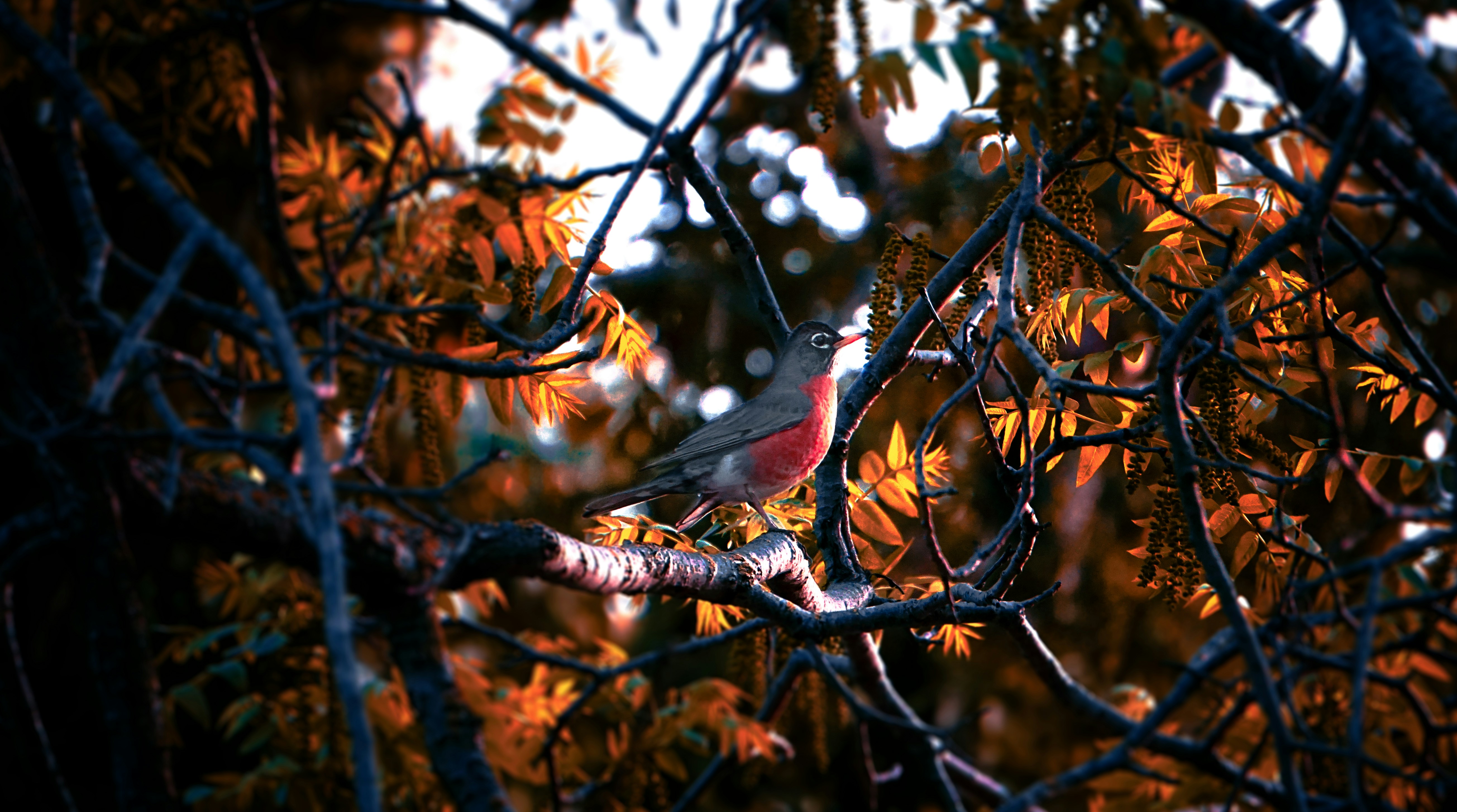 Crimson-breasted sentinel among autumn ember branches