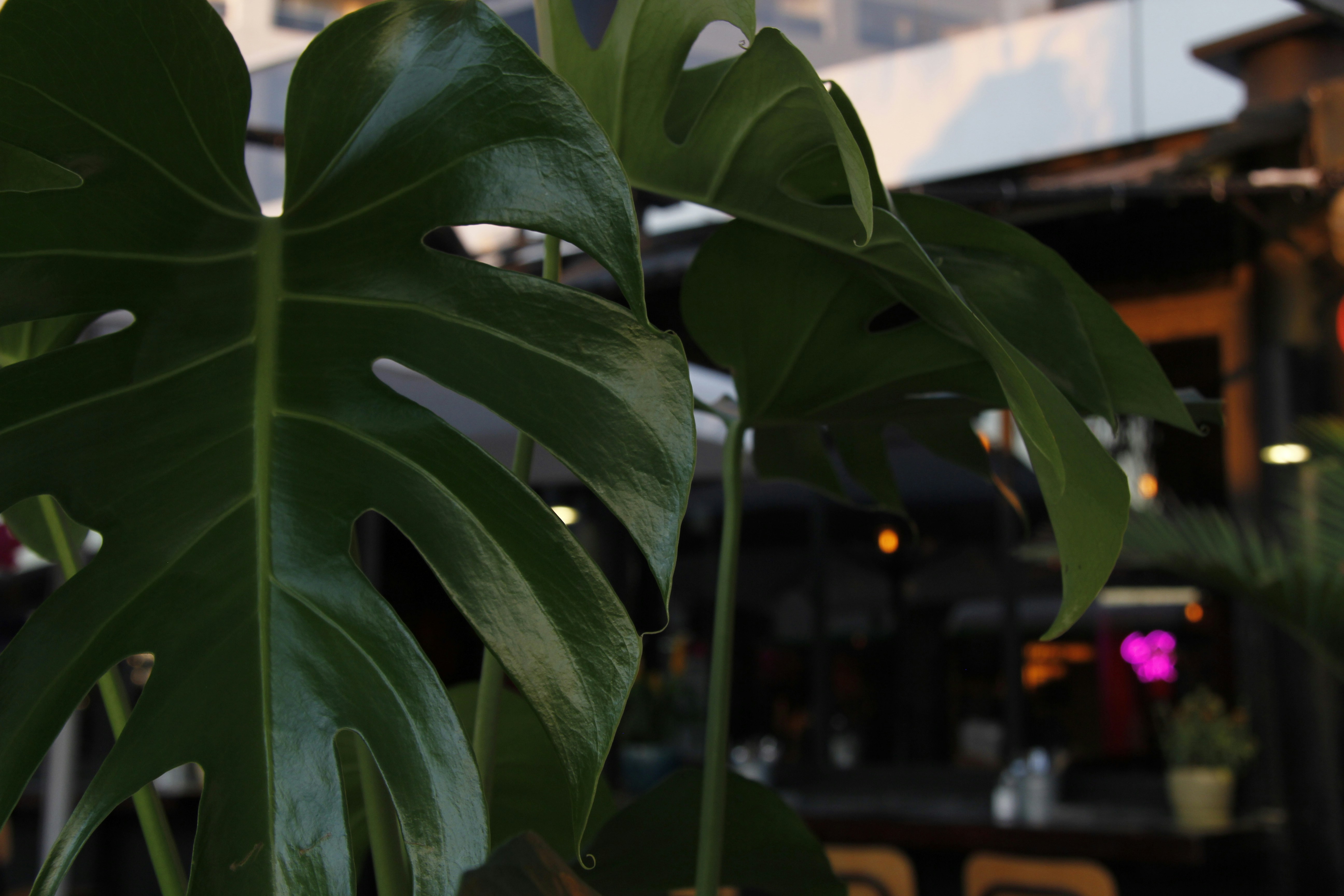 Monstera in the City: A Leaf Framed by Urban Café Glow