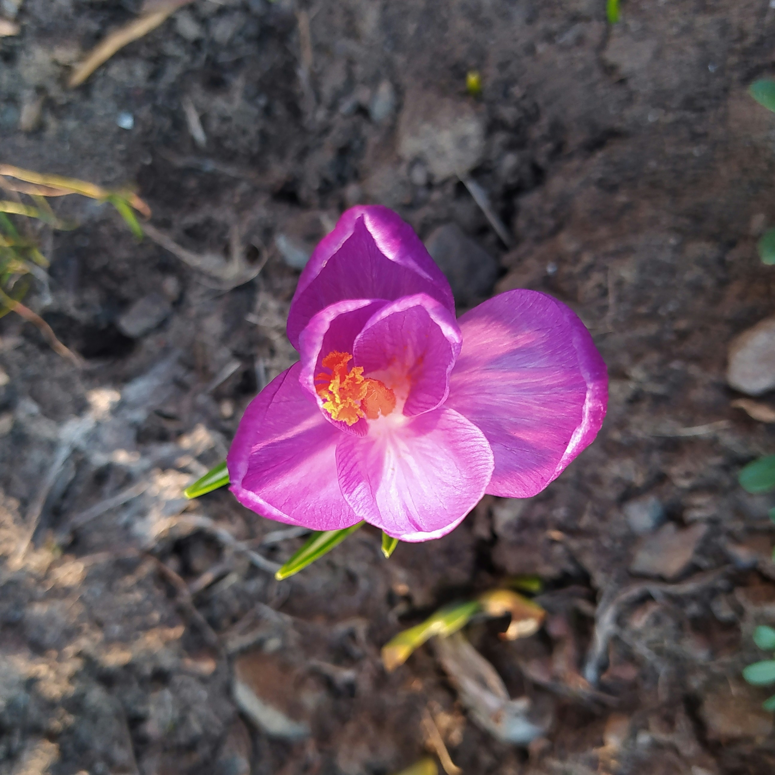 Close-up photograph of a purple-pink flower with a bright orange center resting on dark soil.