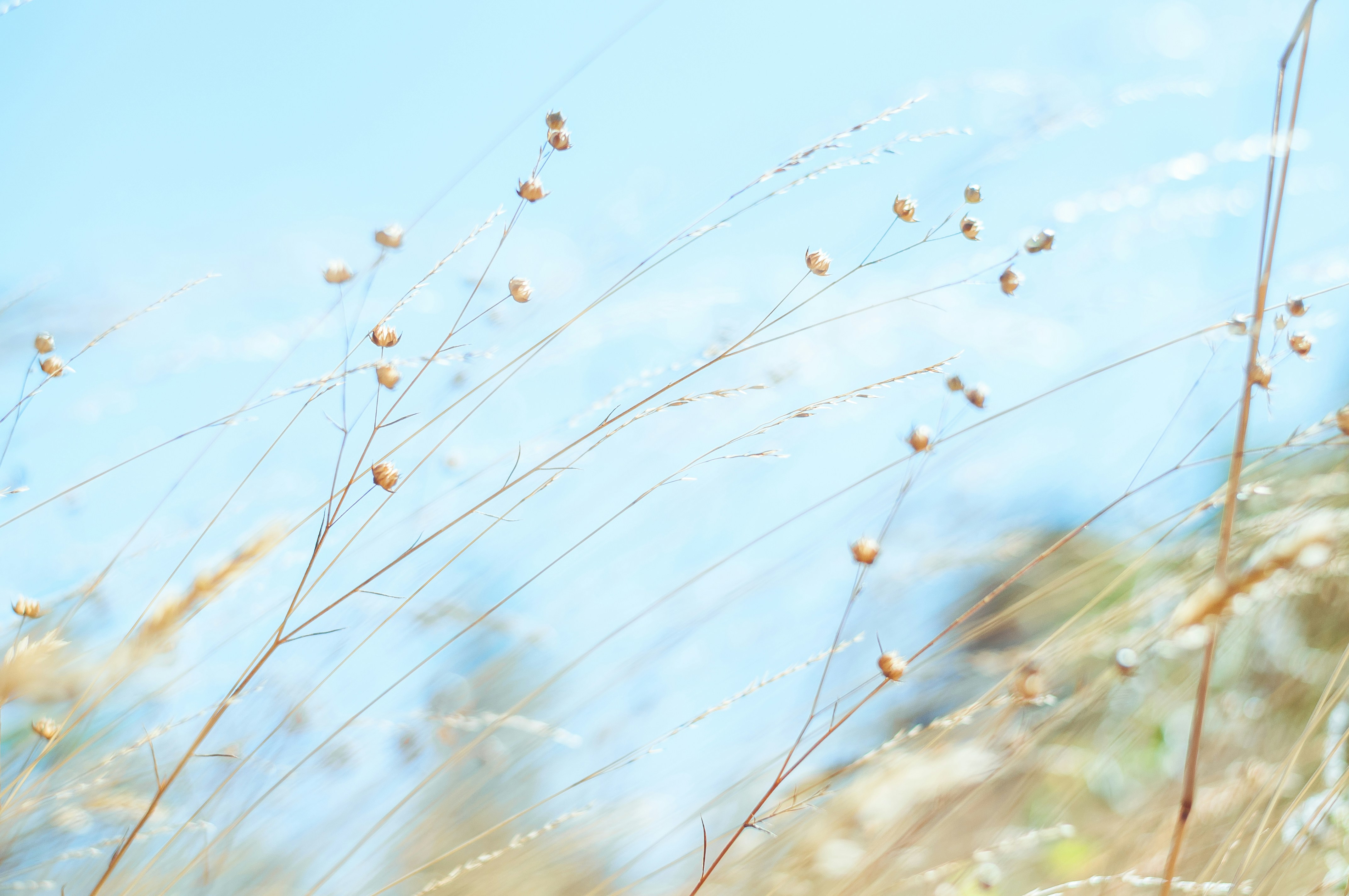 Beads on a Breeze: Delicate Seed Heads Against a Sky-Blue Expanse