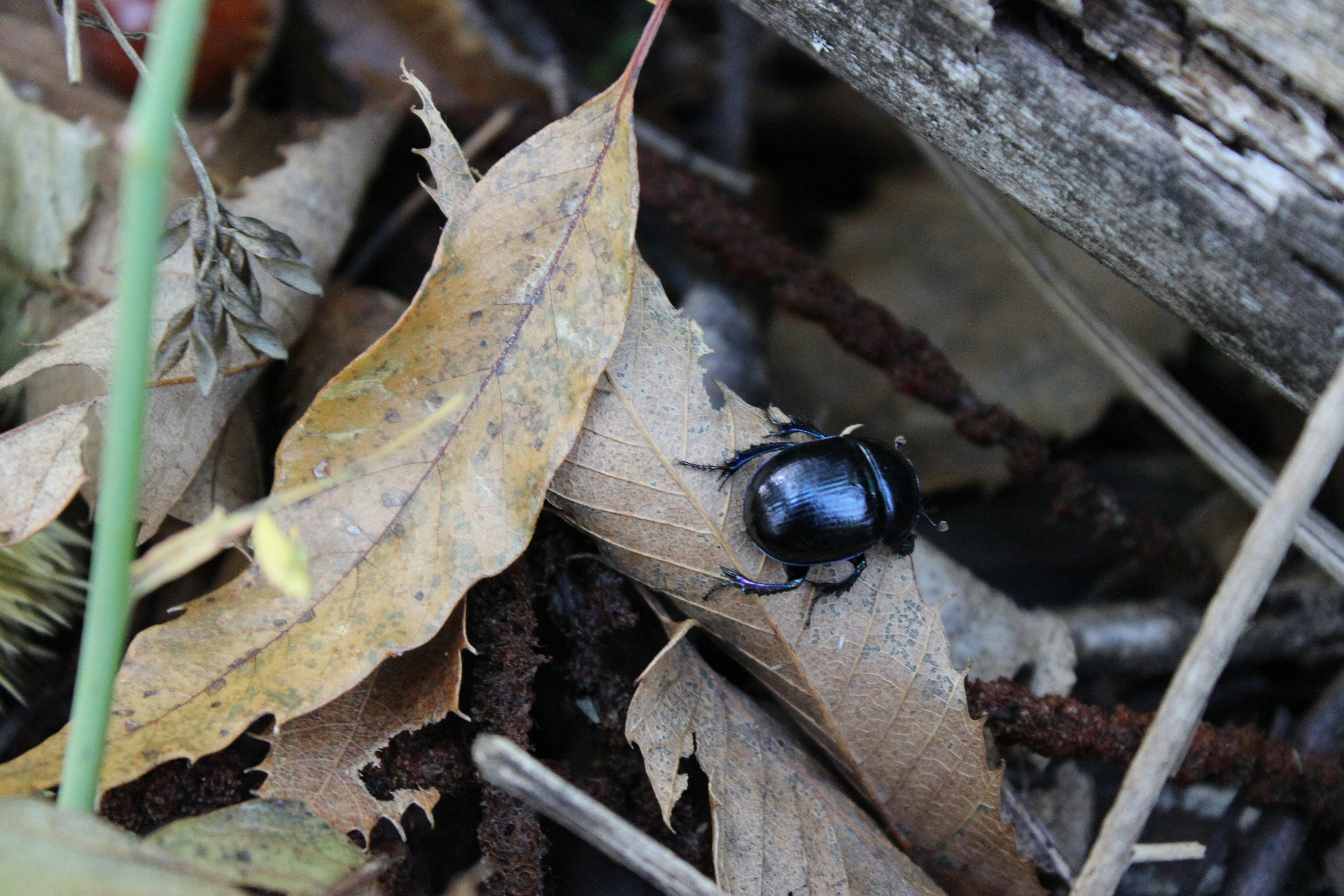 A blue beetle sitting on top of a leaf covered ground photo – Free ...