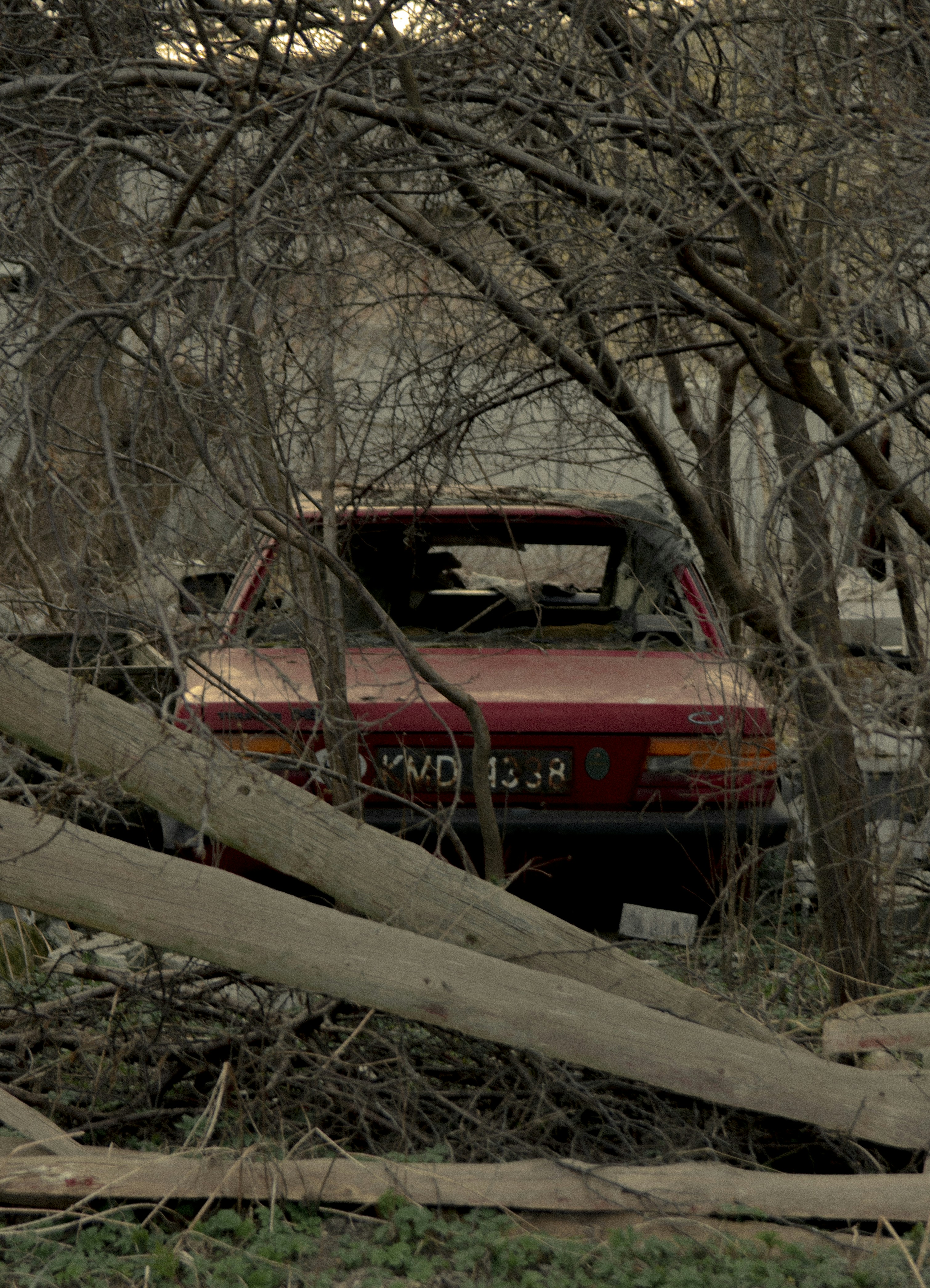 Abandoned red car nestled among tangled trees and fallen branches in a secluded area.