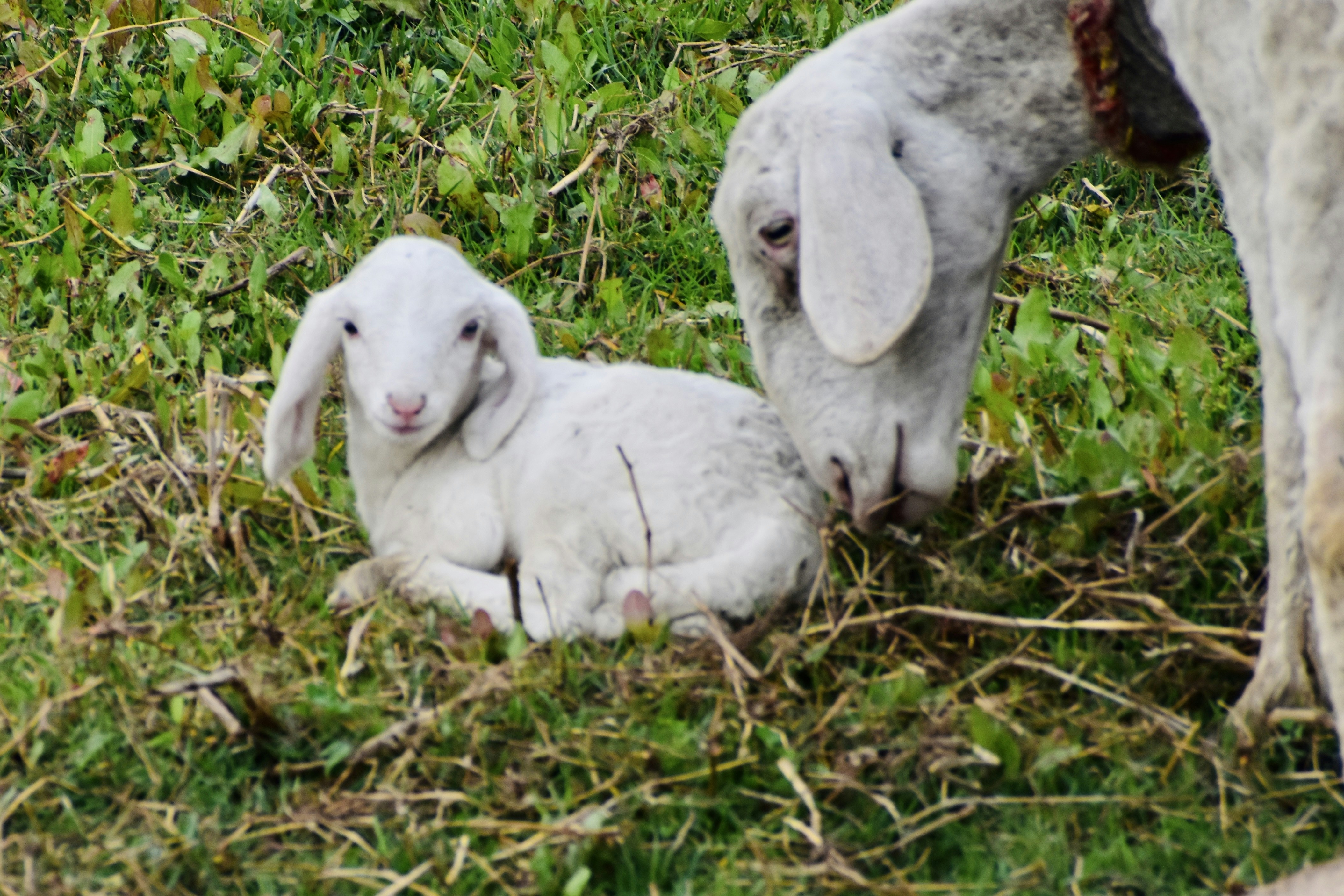 a couple of sheep laying on top of a lush green field