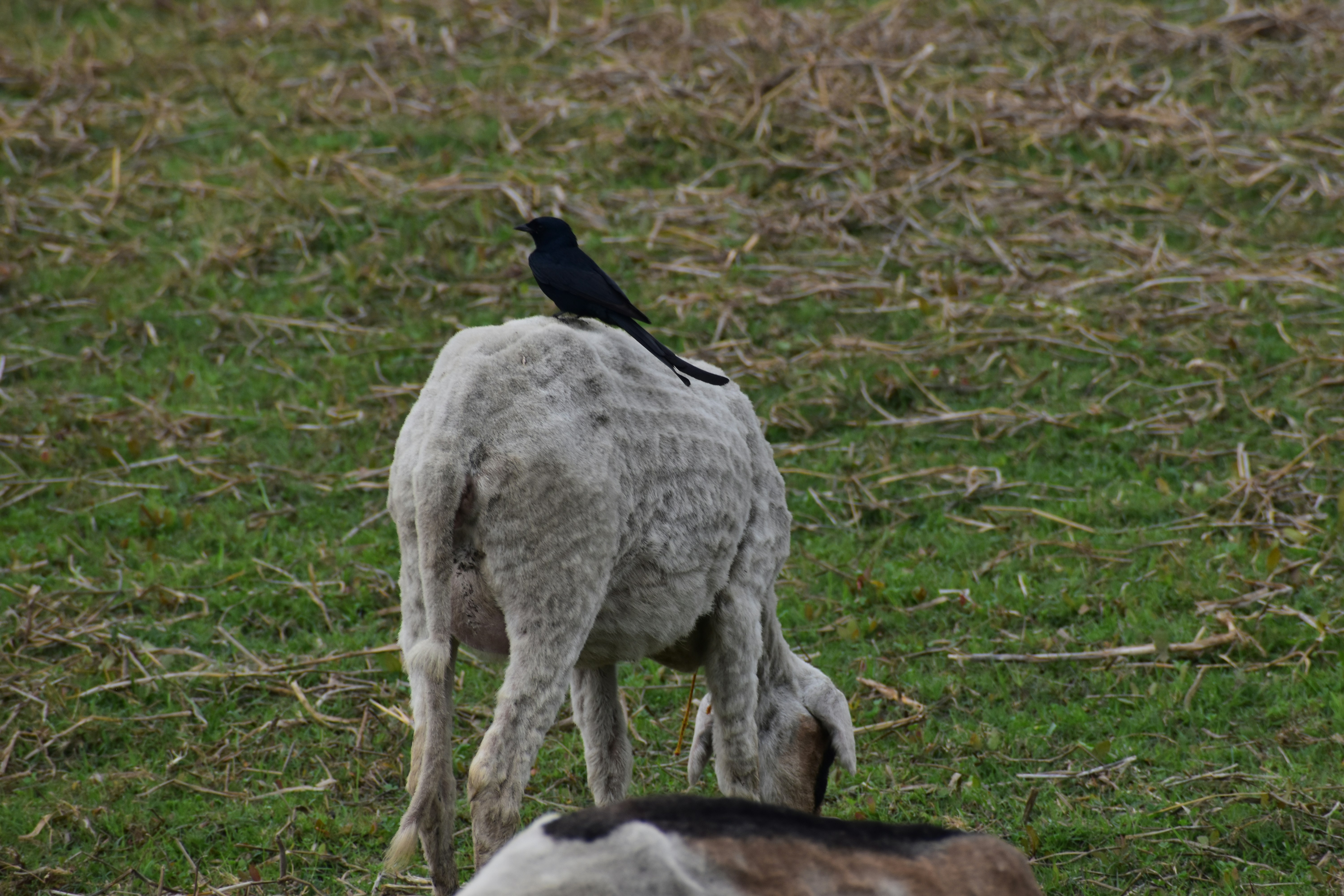 Crow Perch on a Woolly Sheep in a Quiet Pasture