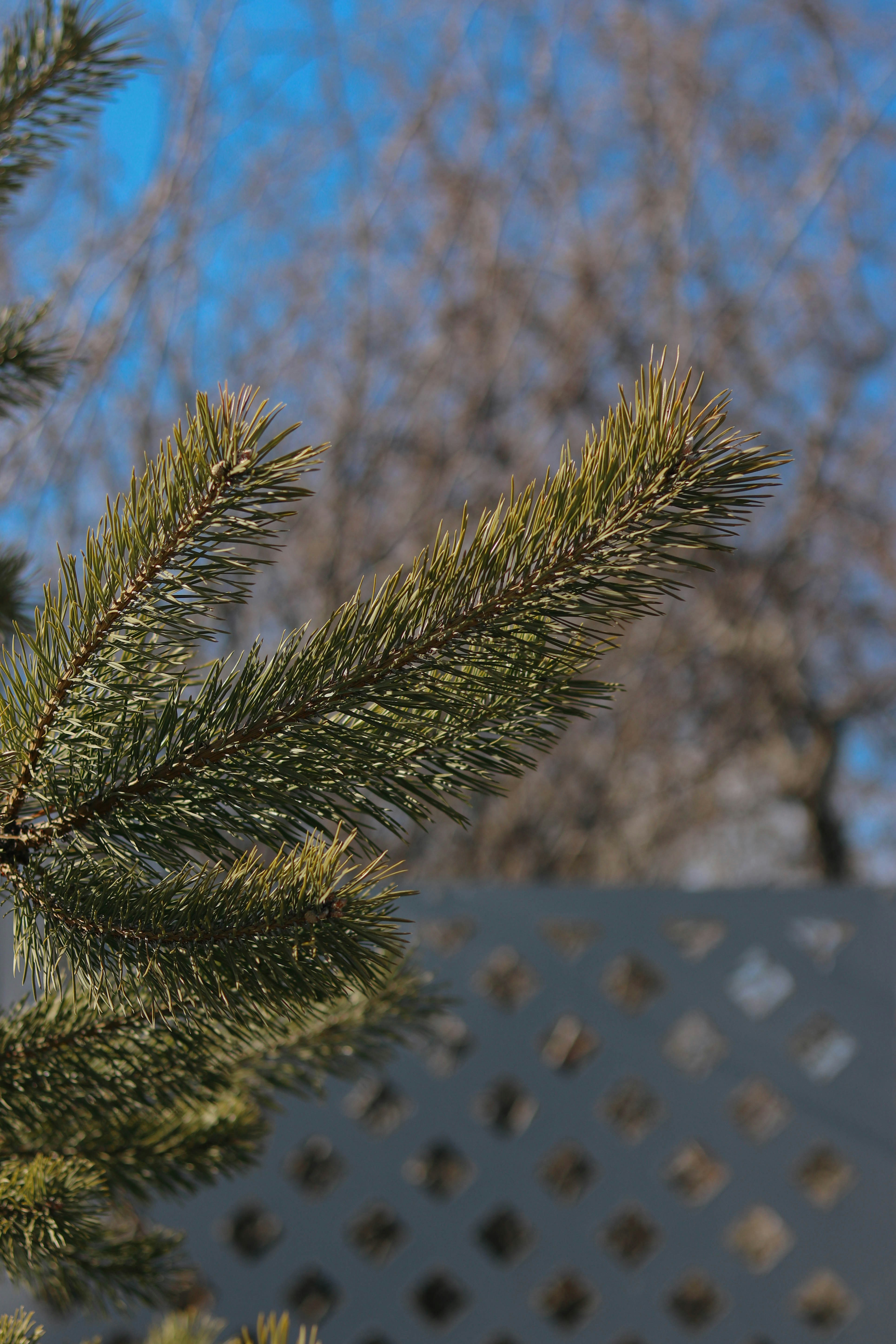 Evergreen Fronds in Sharp Focus Against a Lattice Sky