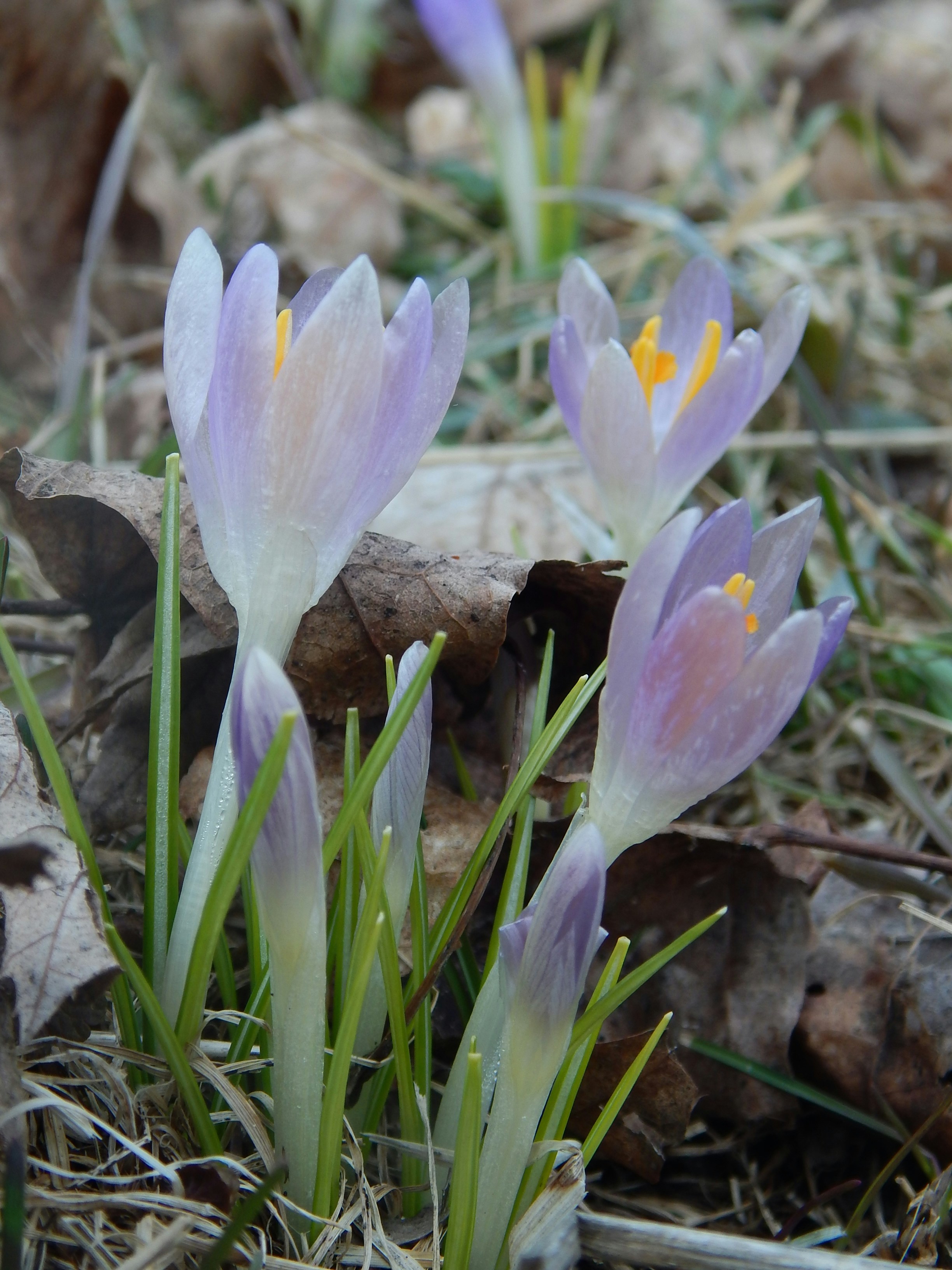 Close-up photograph of lavender crocus blossoms emerging among dried leaves and grass.