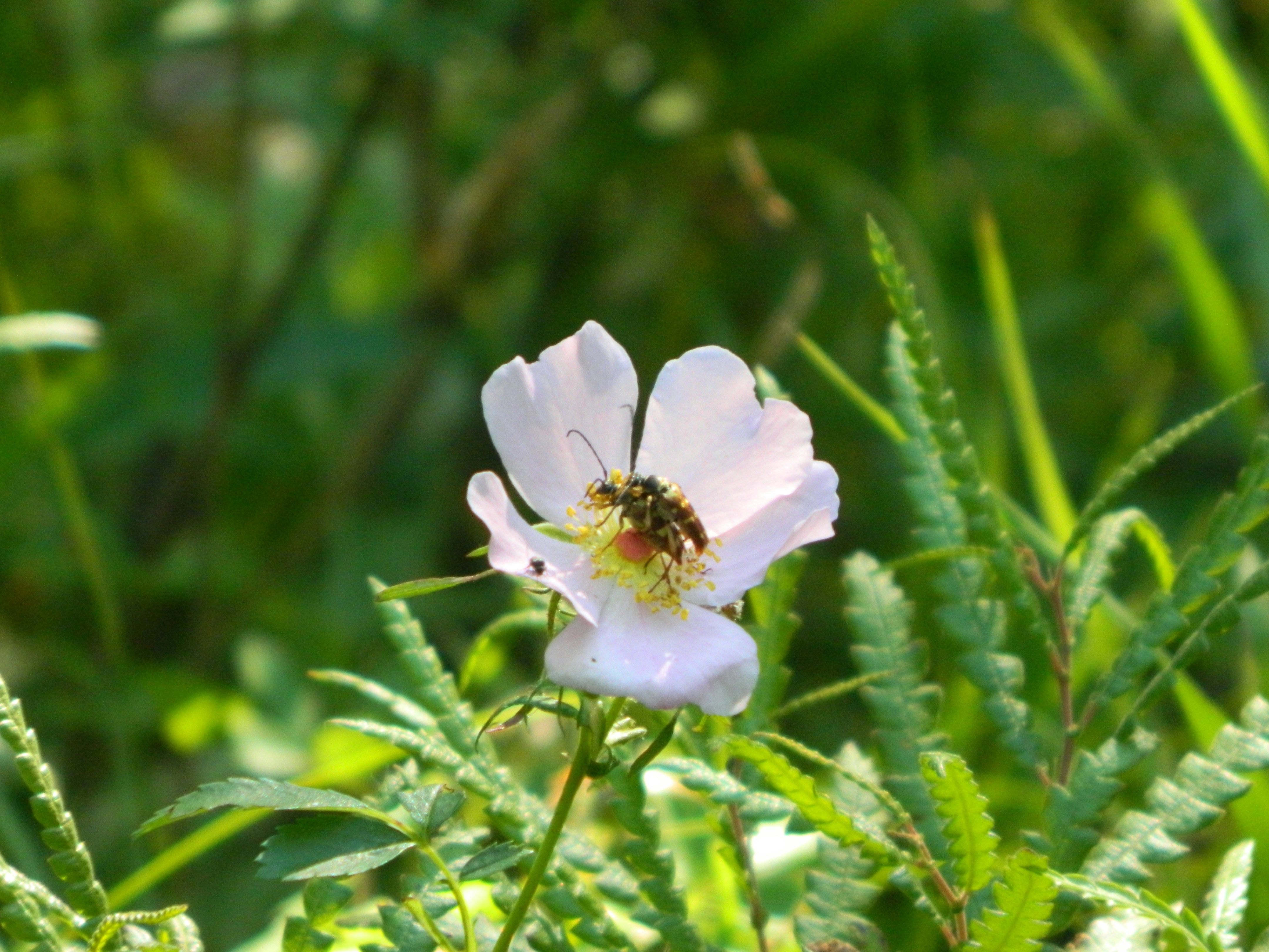 Bee on a Pale Wildflower: Sunlit Detail in a Green Meadow