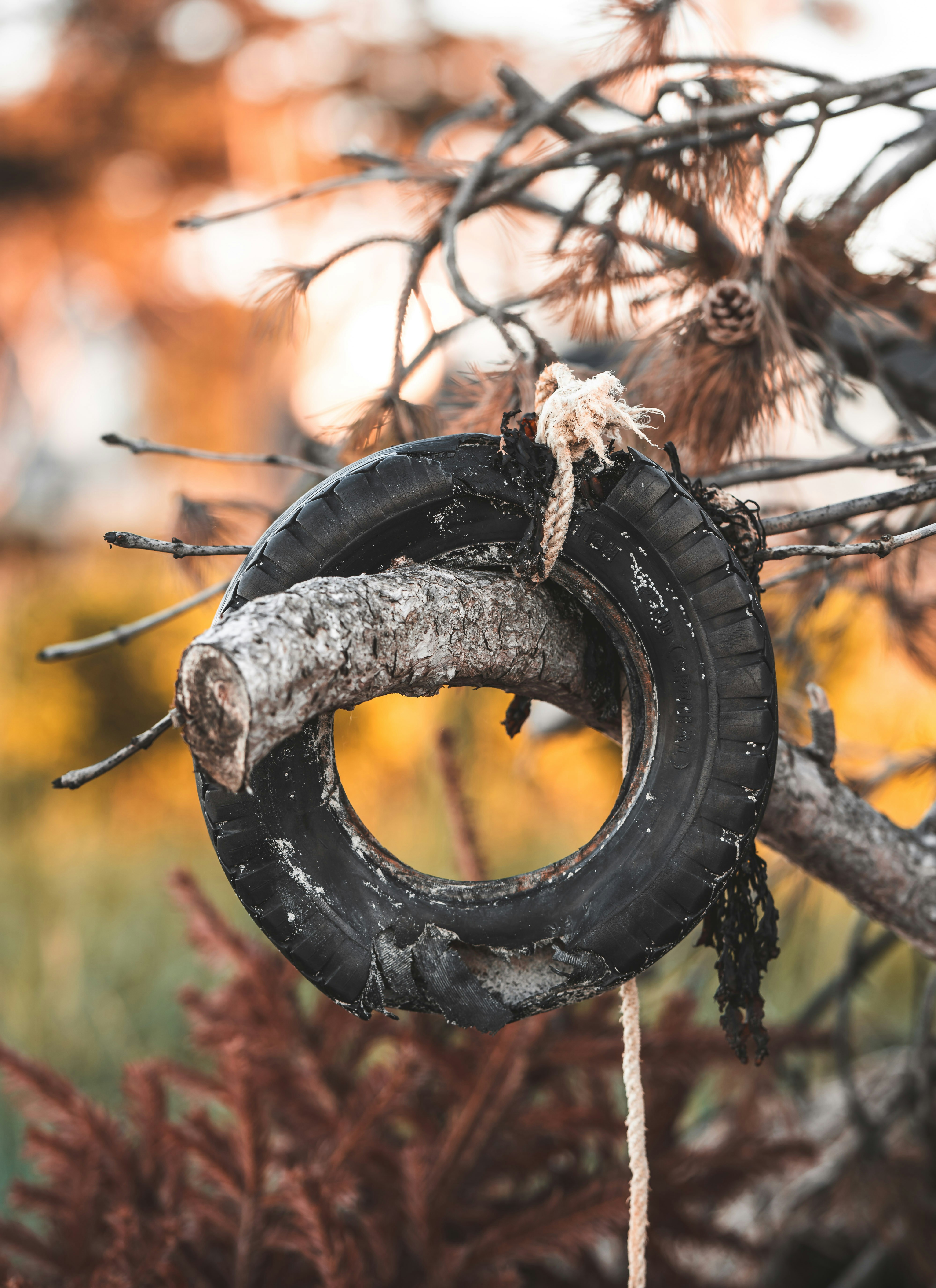 Tire Prize: A Weathered Ring of Echoes on Autumn Branch