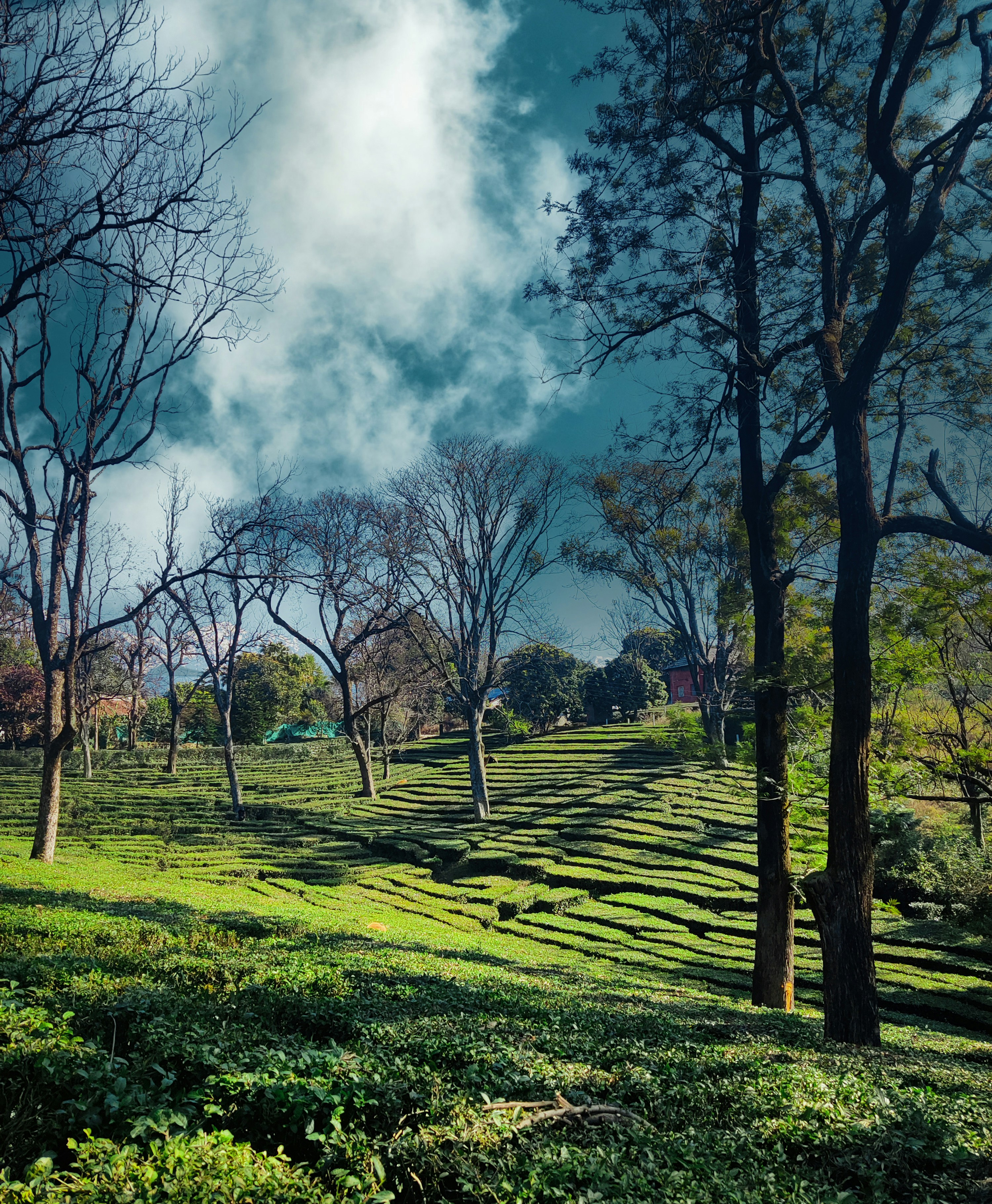 Terraced Tea Fields Beneath a Dappled Sky