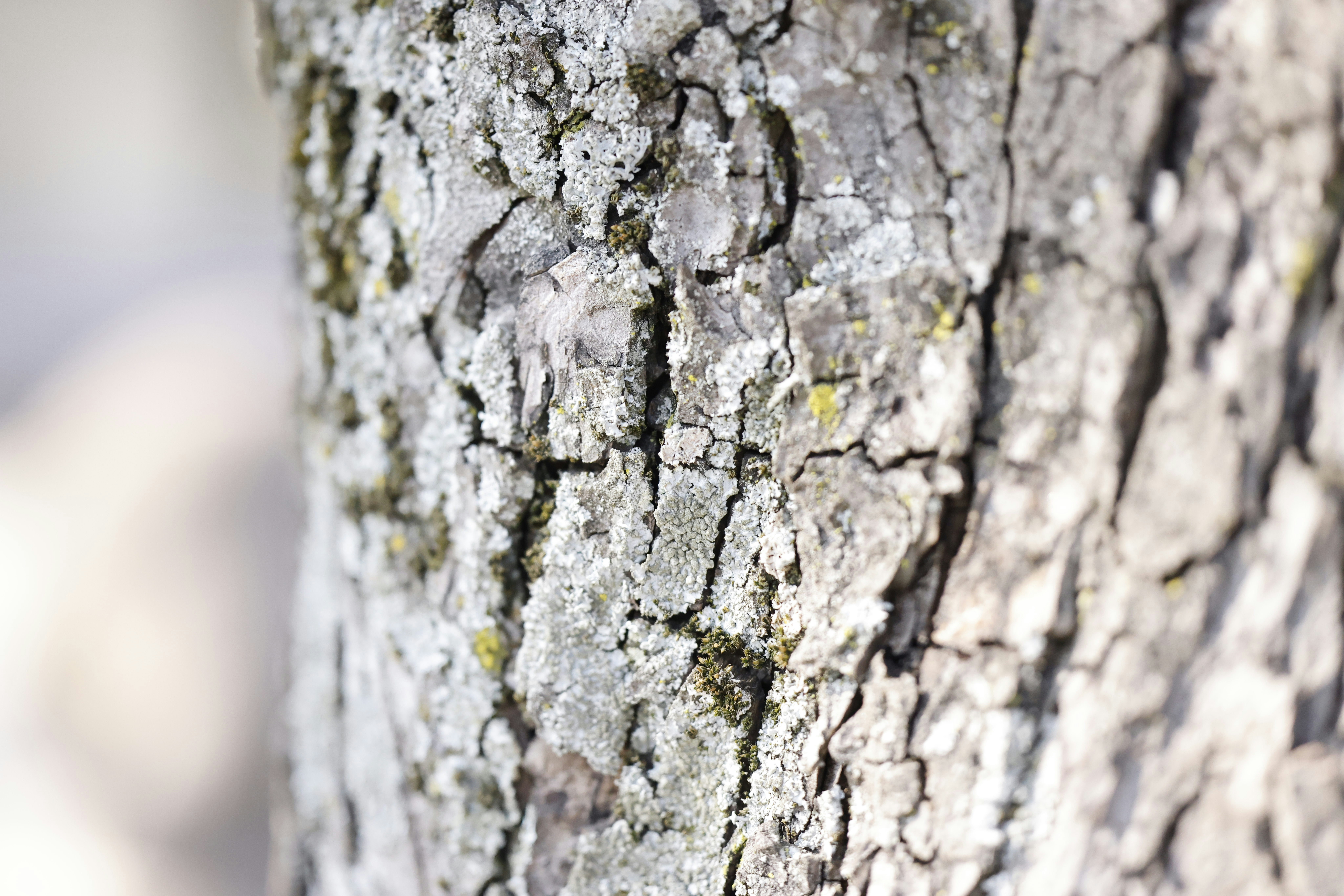 Foto zum Thema Nahaufnahme der Rinde eines Baumes – Kostenloses Bild zu ...