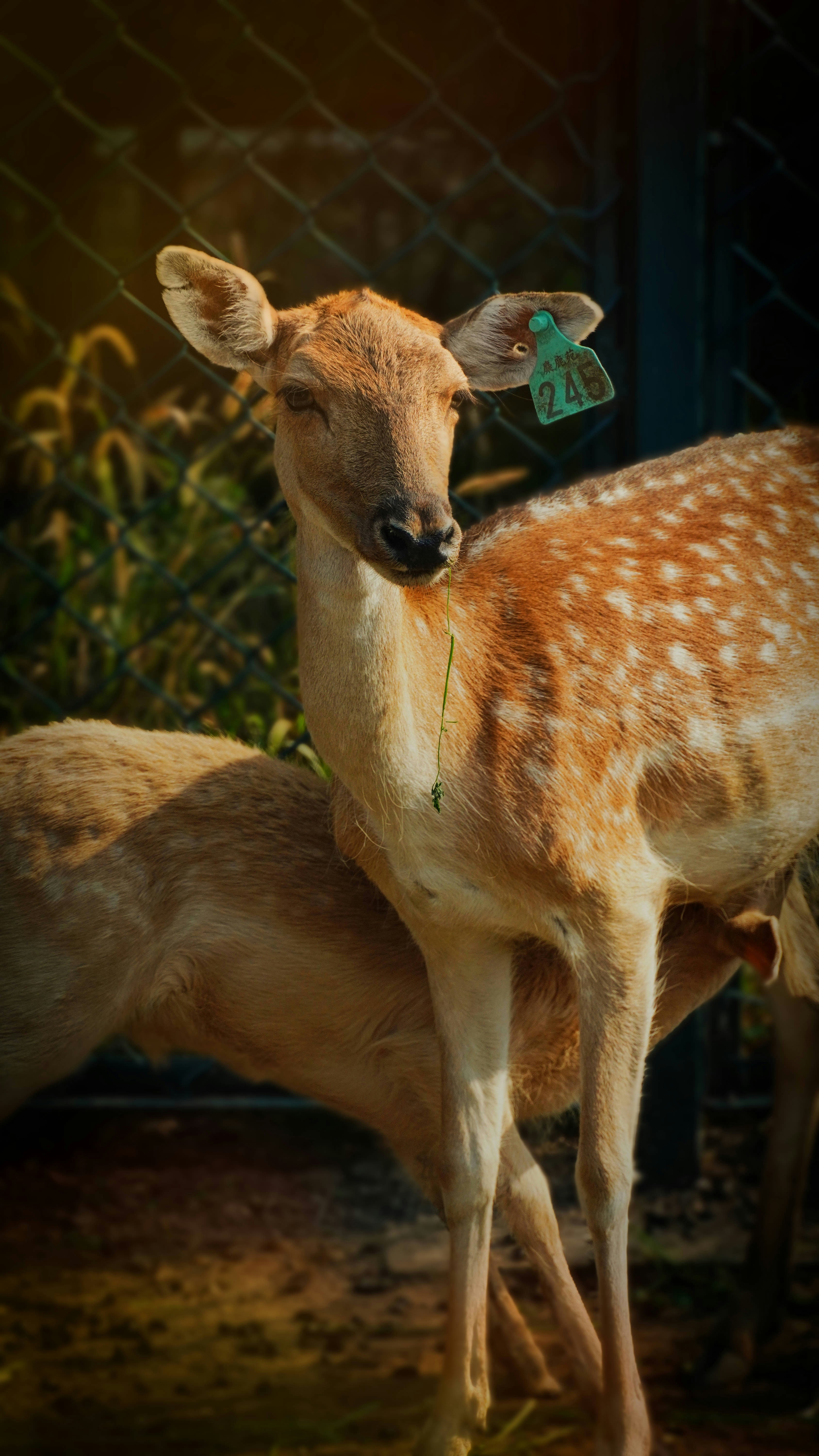 A couple of deer standing next to each other