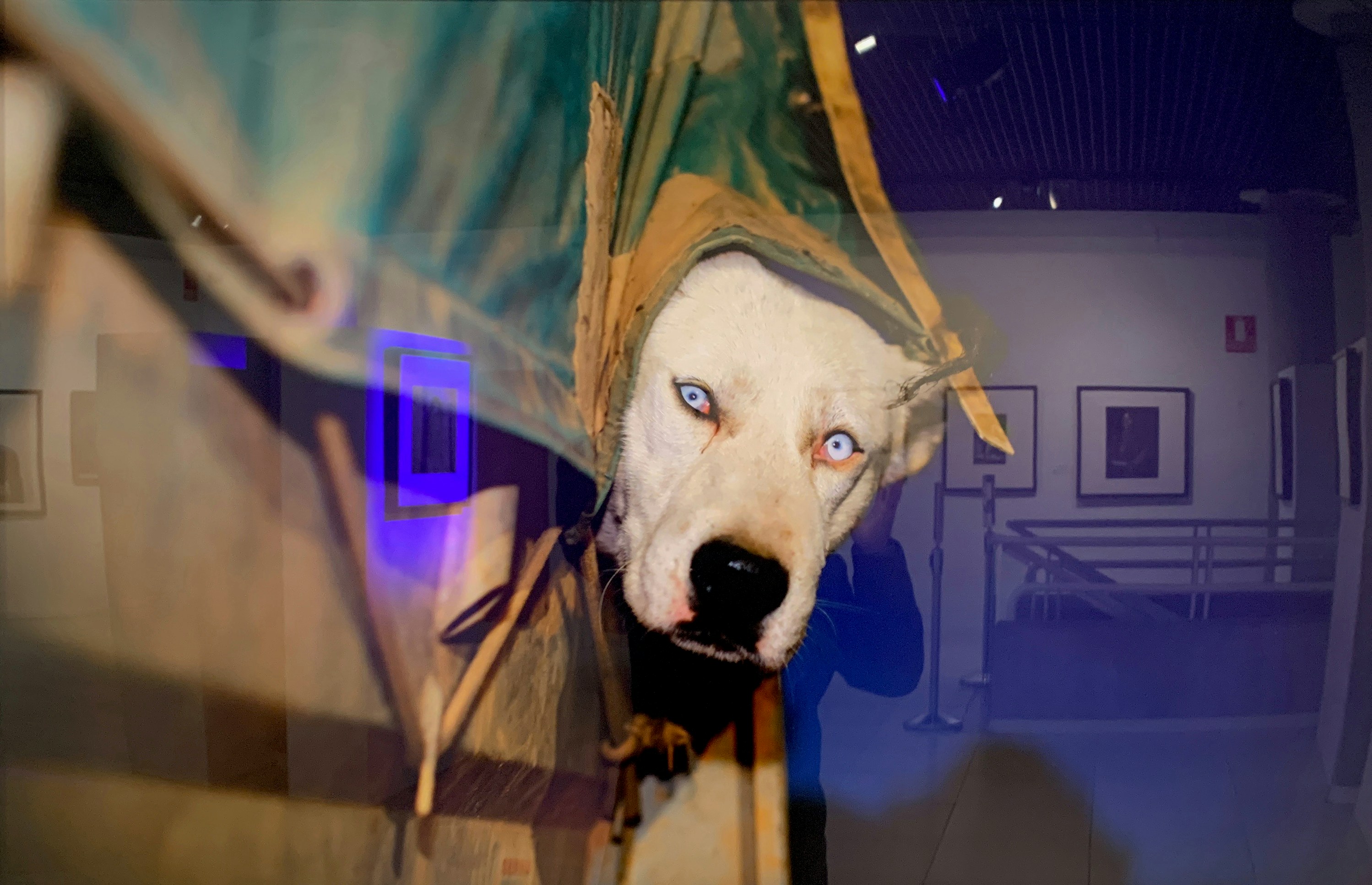 a white dog with blue eyes peeking out from behind a curtainKike Algarra
