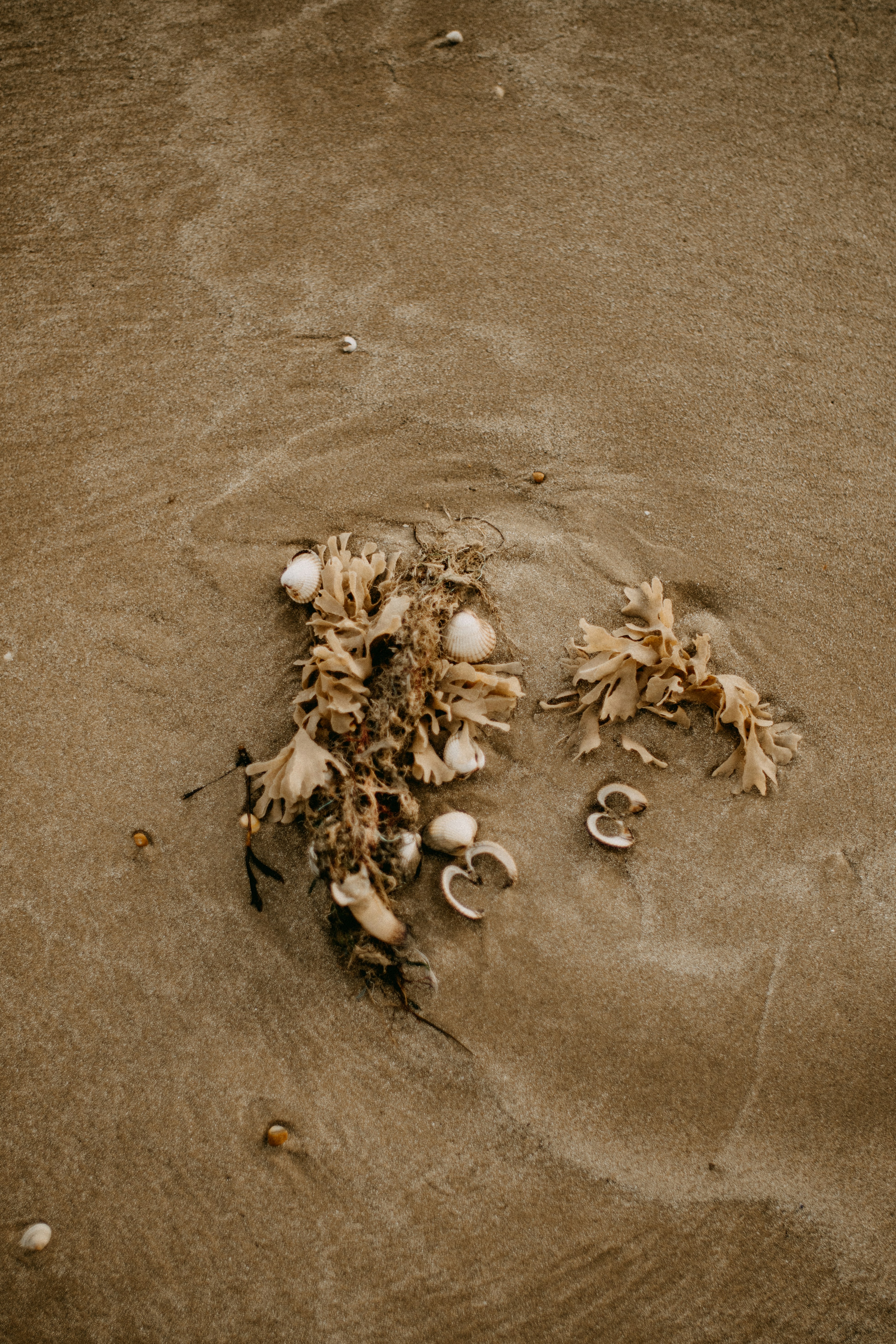 A collection of seaweed and shells scattered on sandy beach, evoking the tranquility of coastal life.