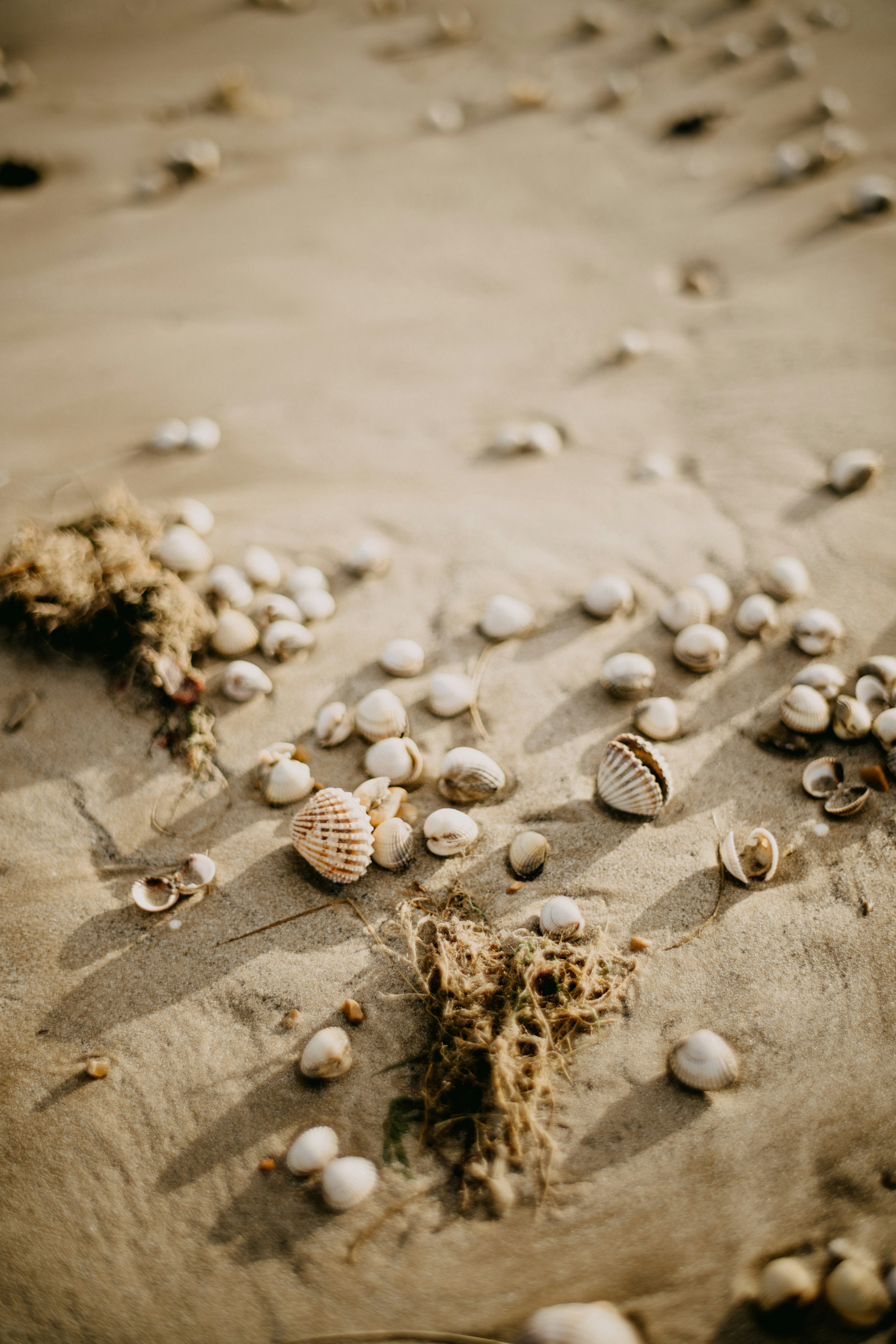 Shells and seaweed on a sandy beach photo – Free Brown Image on Unsplash