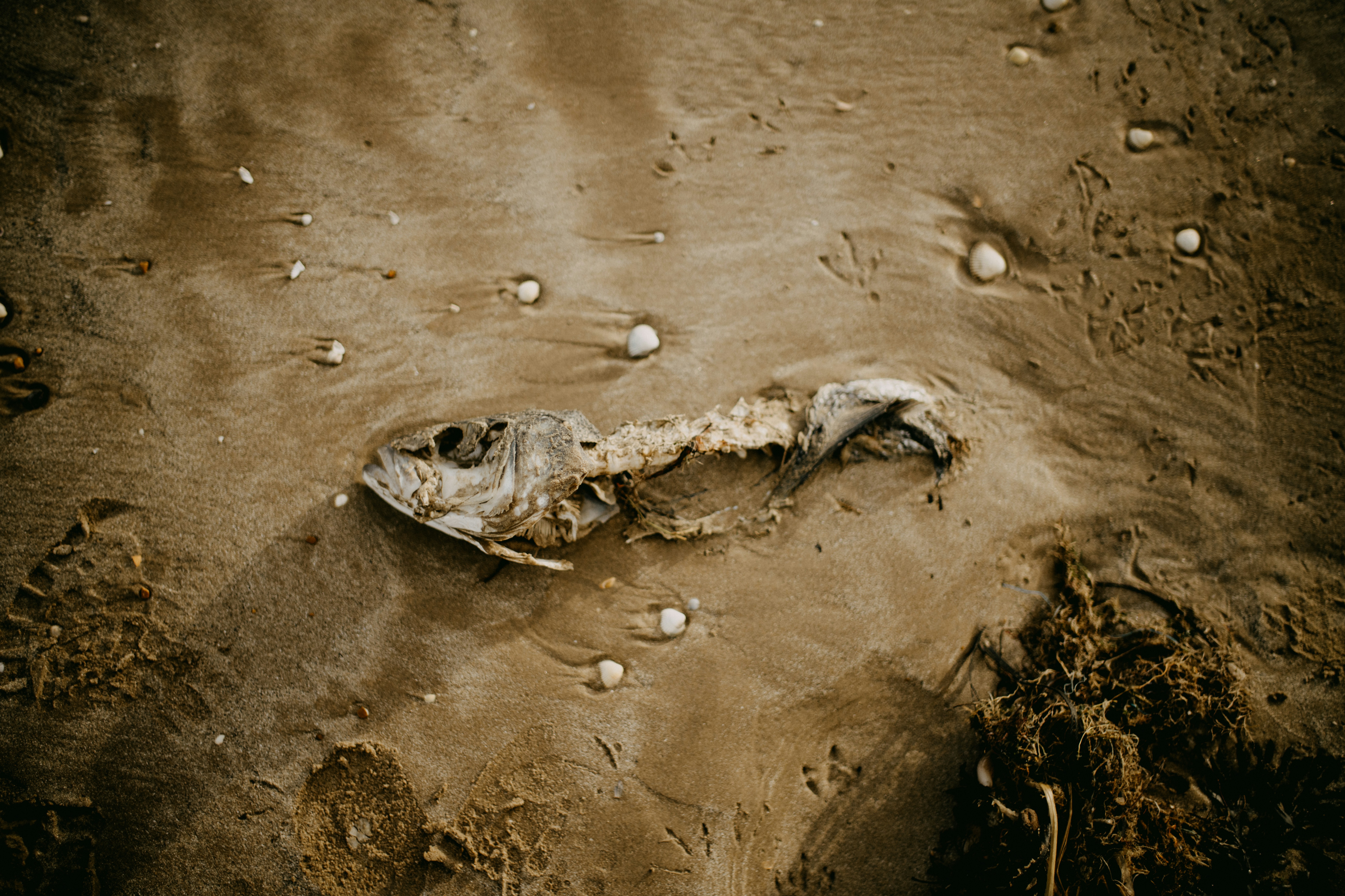 Un poisson mort sur une plage de sable photo – Photo Texture Gratuite ...