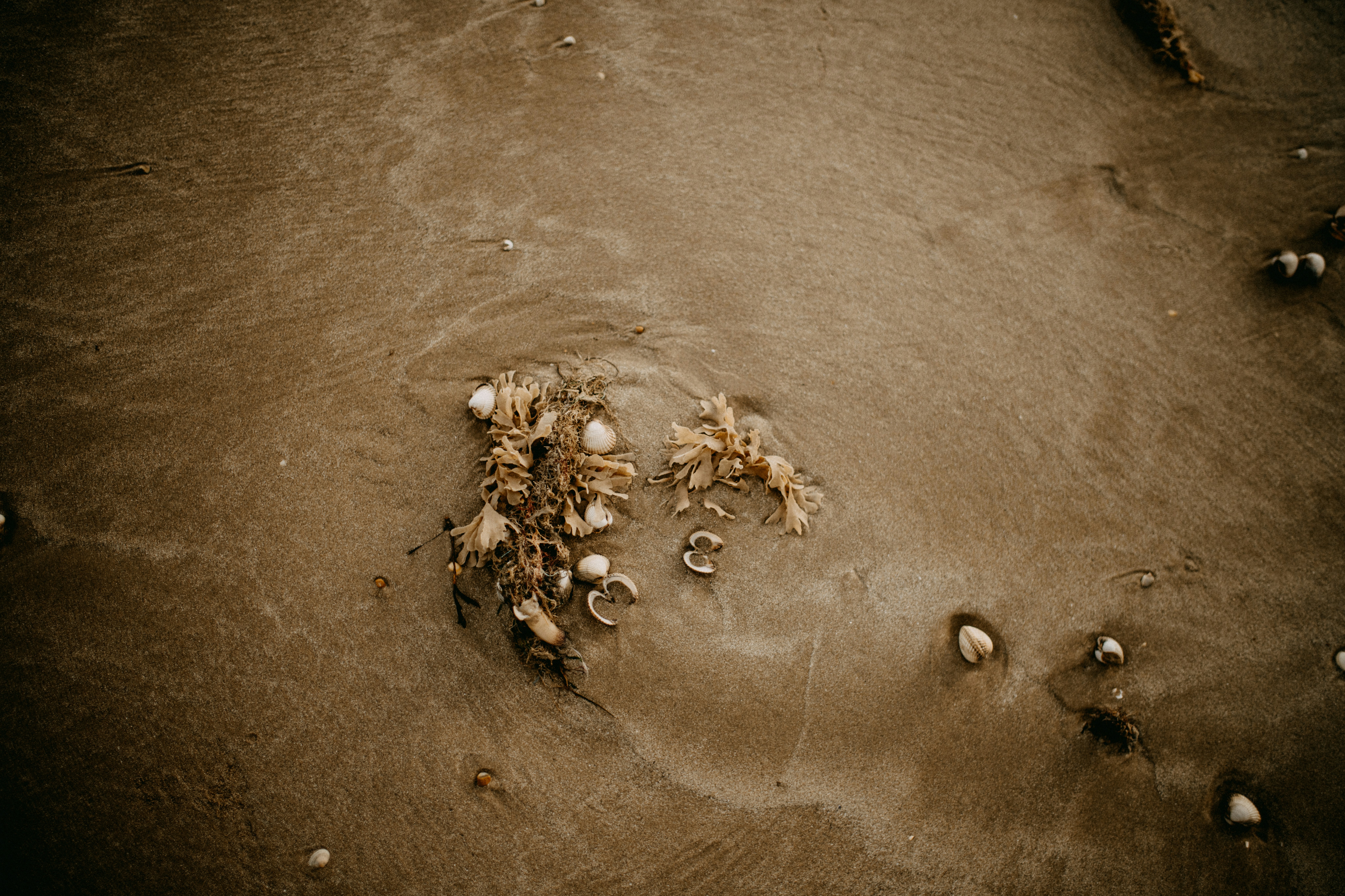 A bunch of sea shells on a beach photo – Free Background Image on Unsplash