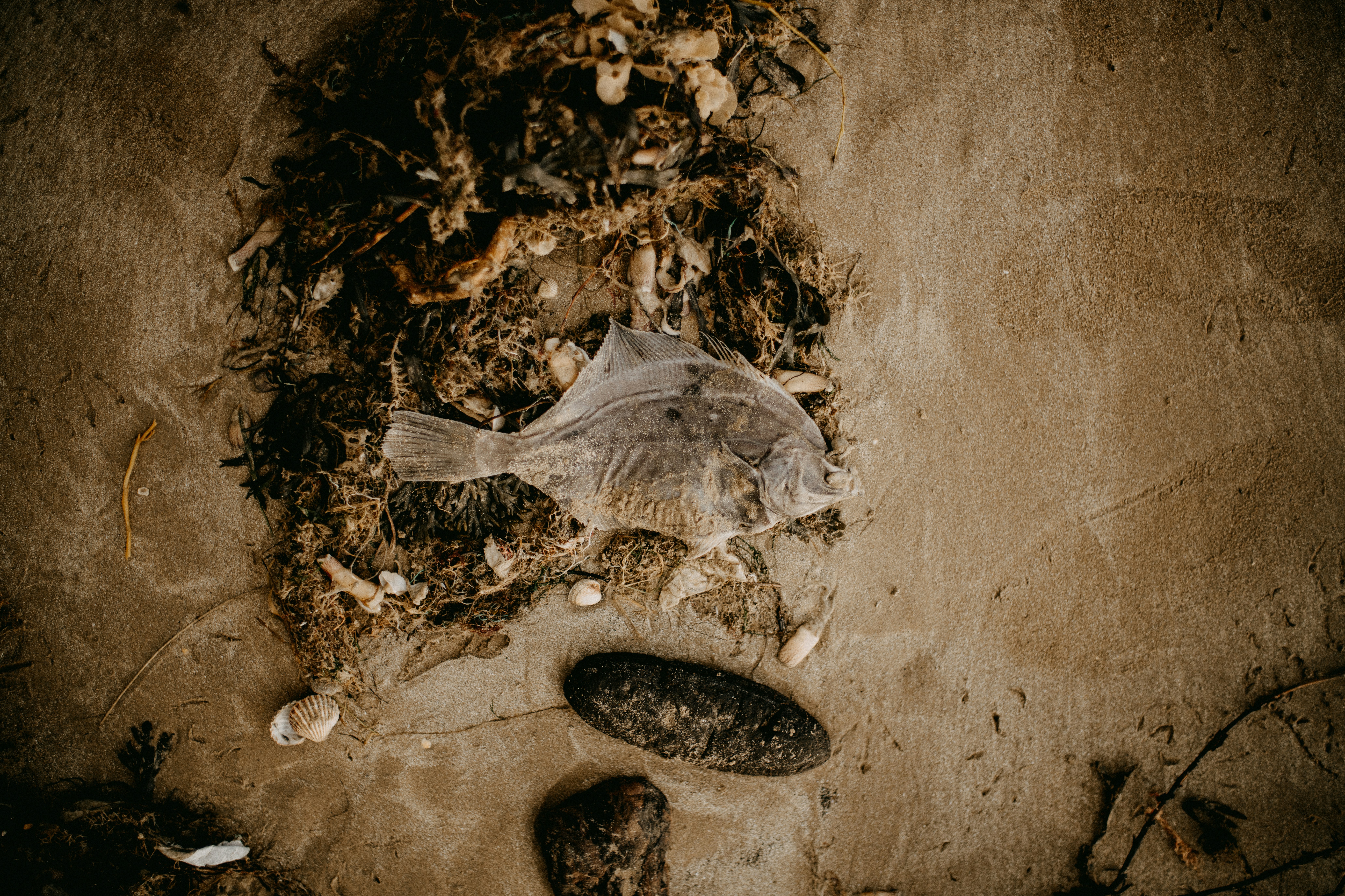 a fish that is laying on the ground