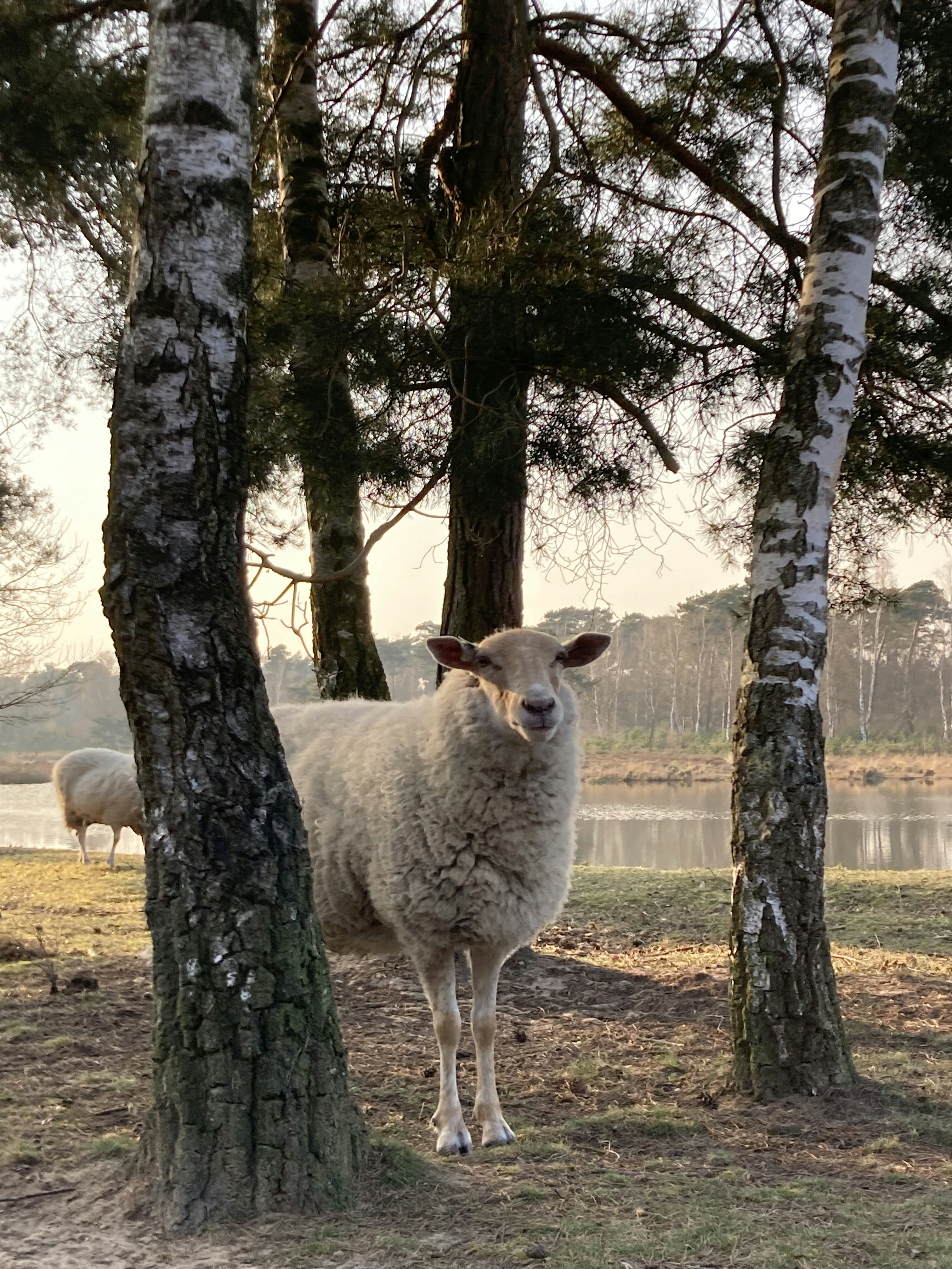 Sheep standing between two trees near a calm body of water, surrounded by a tranquil landscape. Soft light enhances the peaceful atmosphere.
