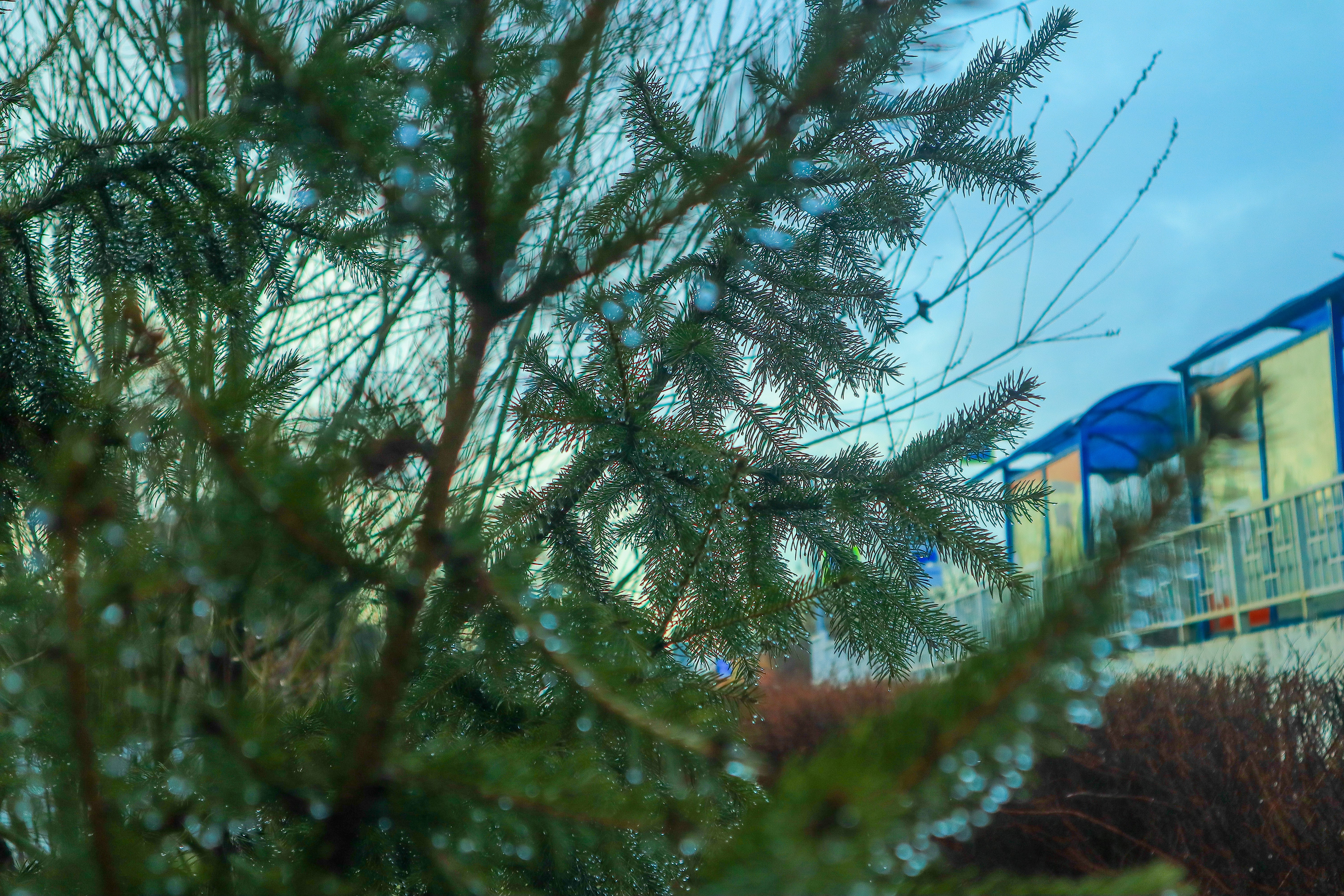 A view of a building through the branches of a tree photo – Free Russia ...