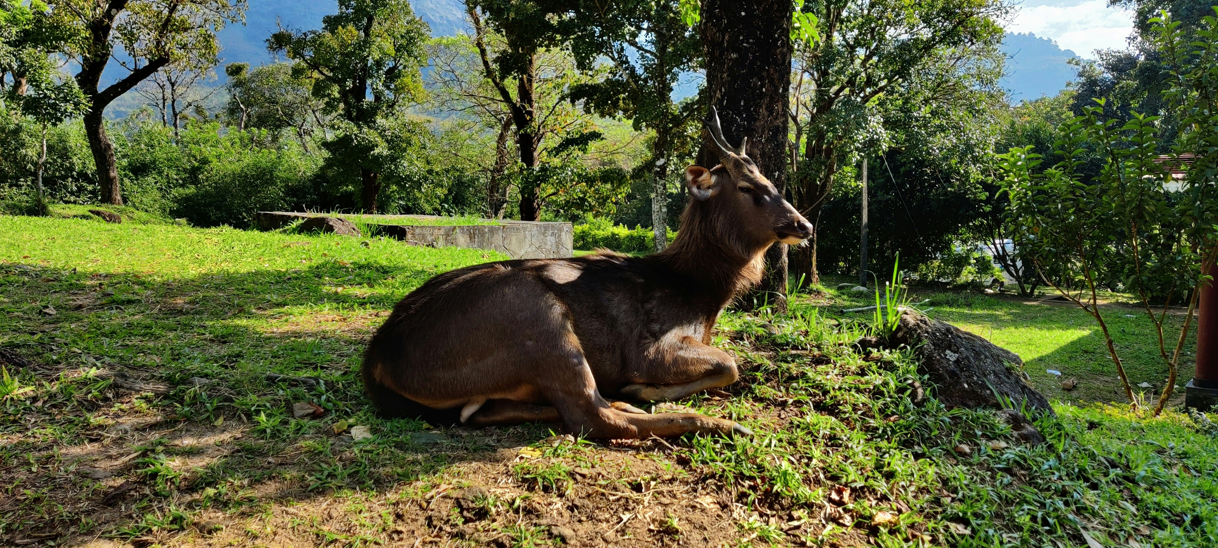 A tranquil deer resting on lush grass, surrounded by vibrant greenery and trees under a clear sky.