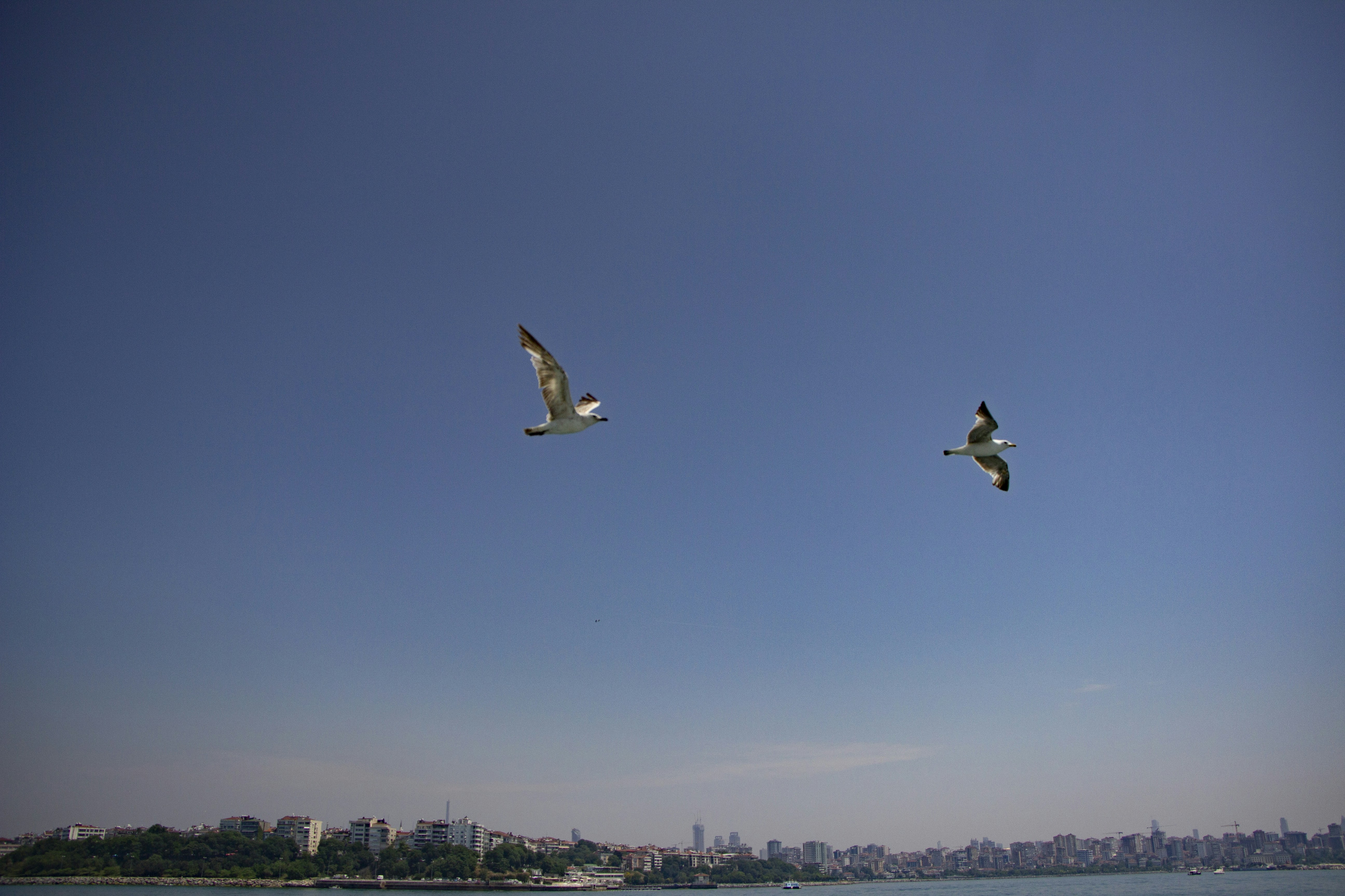 Two seabirds in a clear blue riverfront sky