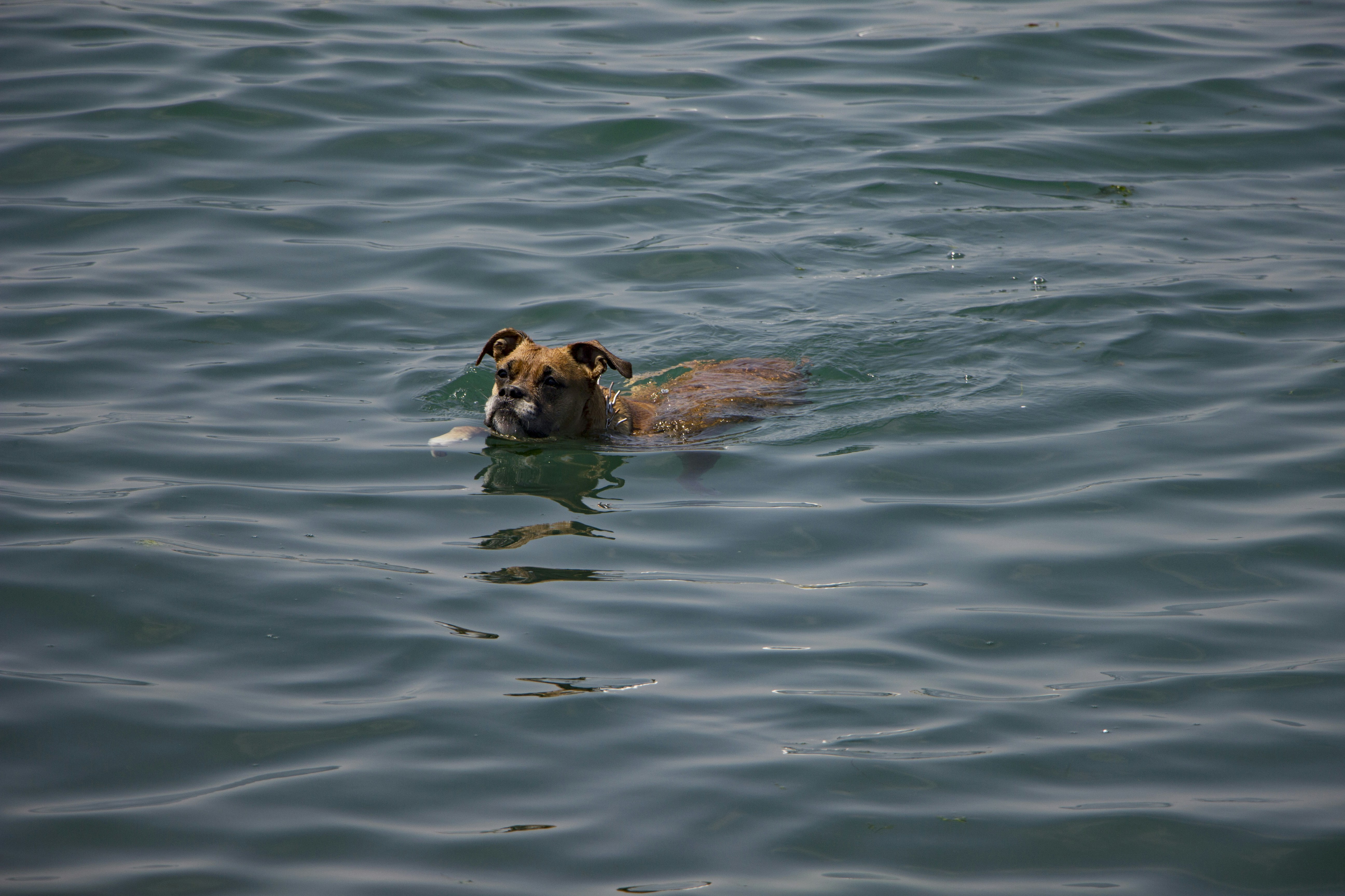 Dog swimming through calm waters, showcasing its playful nature against a shimmering surface.