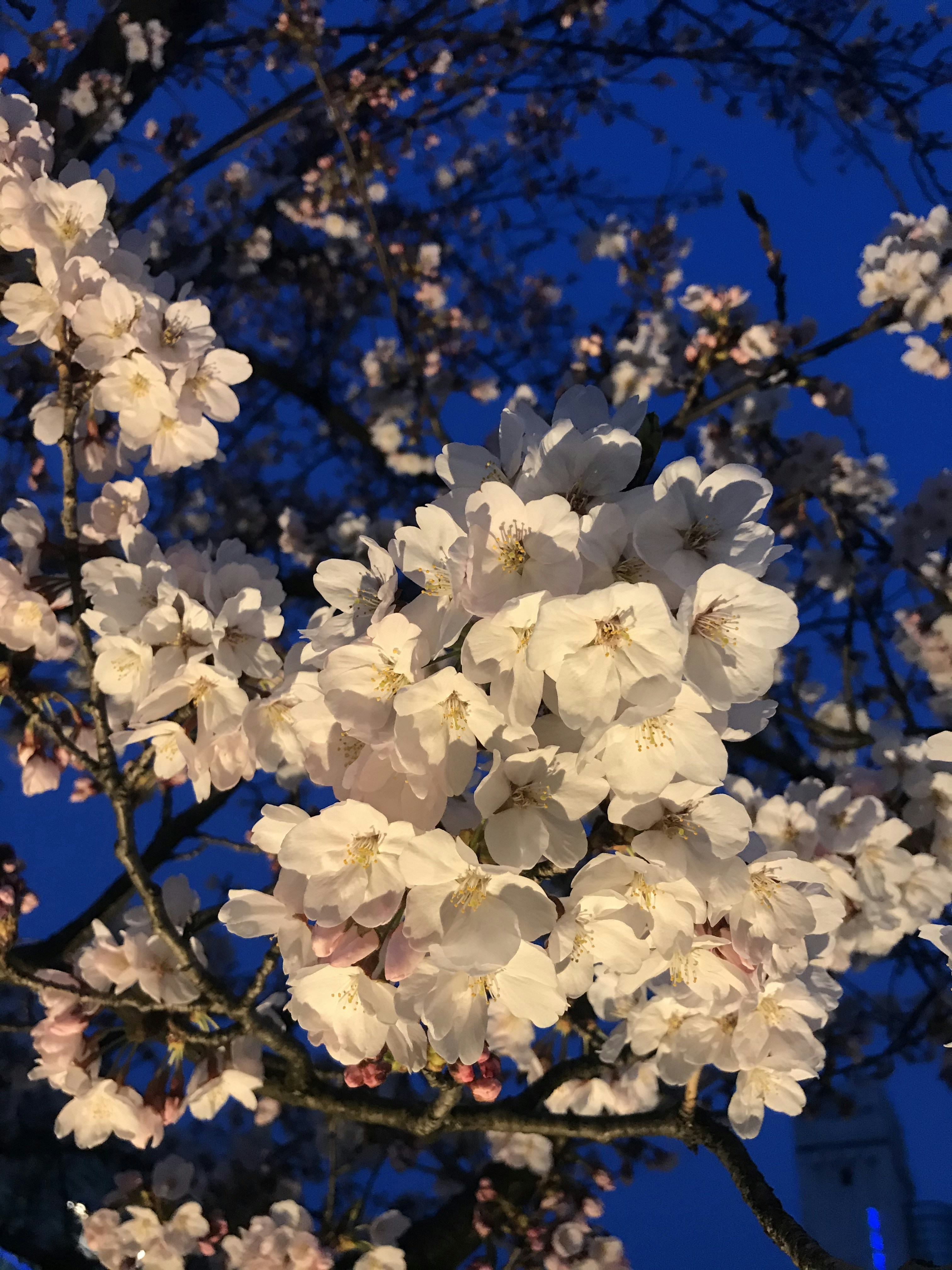 Midnight Bloom: White Cherry Blossoms Against a Velvet Indigo Sky
