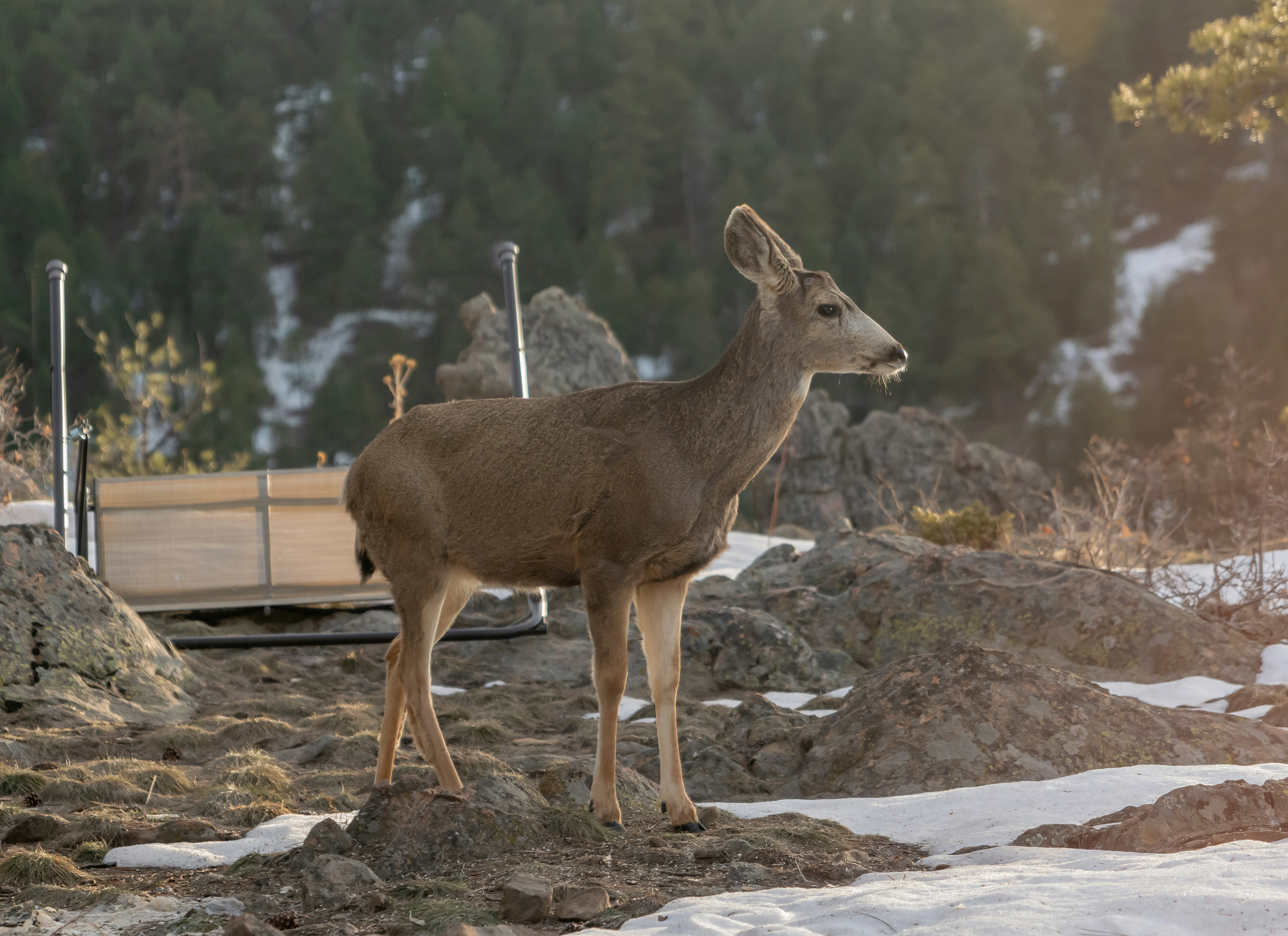 A deer standing on top of a pile of dirt photo – Free Colorado Image on ...