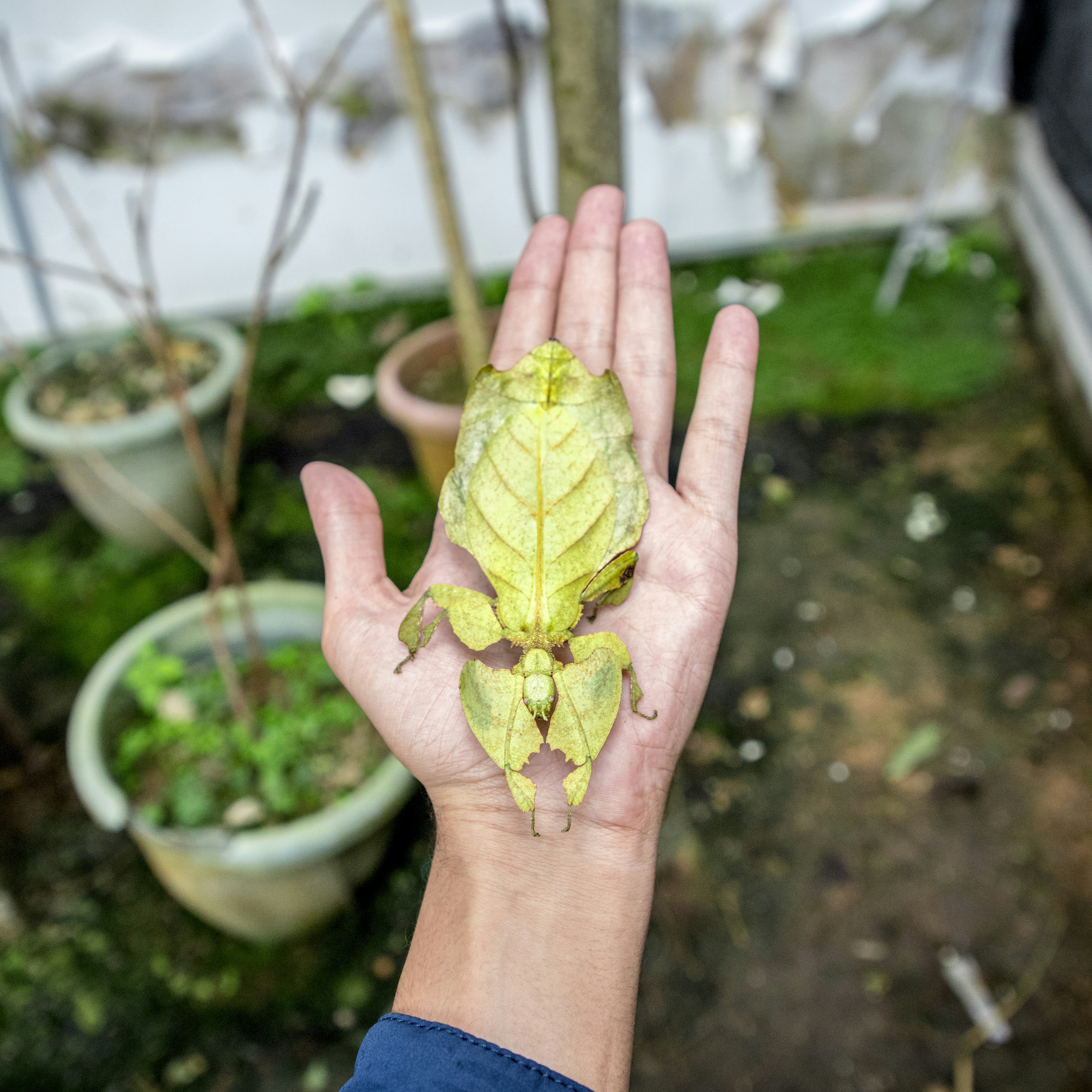 Palm-Side Camouflage: A Leaf Insect's Quiet Landing