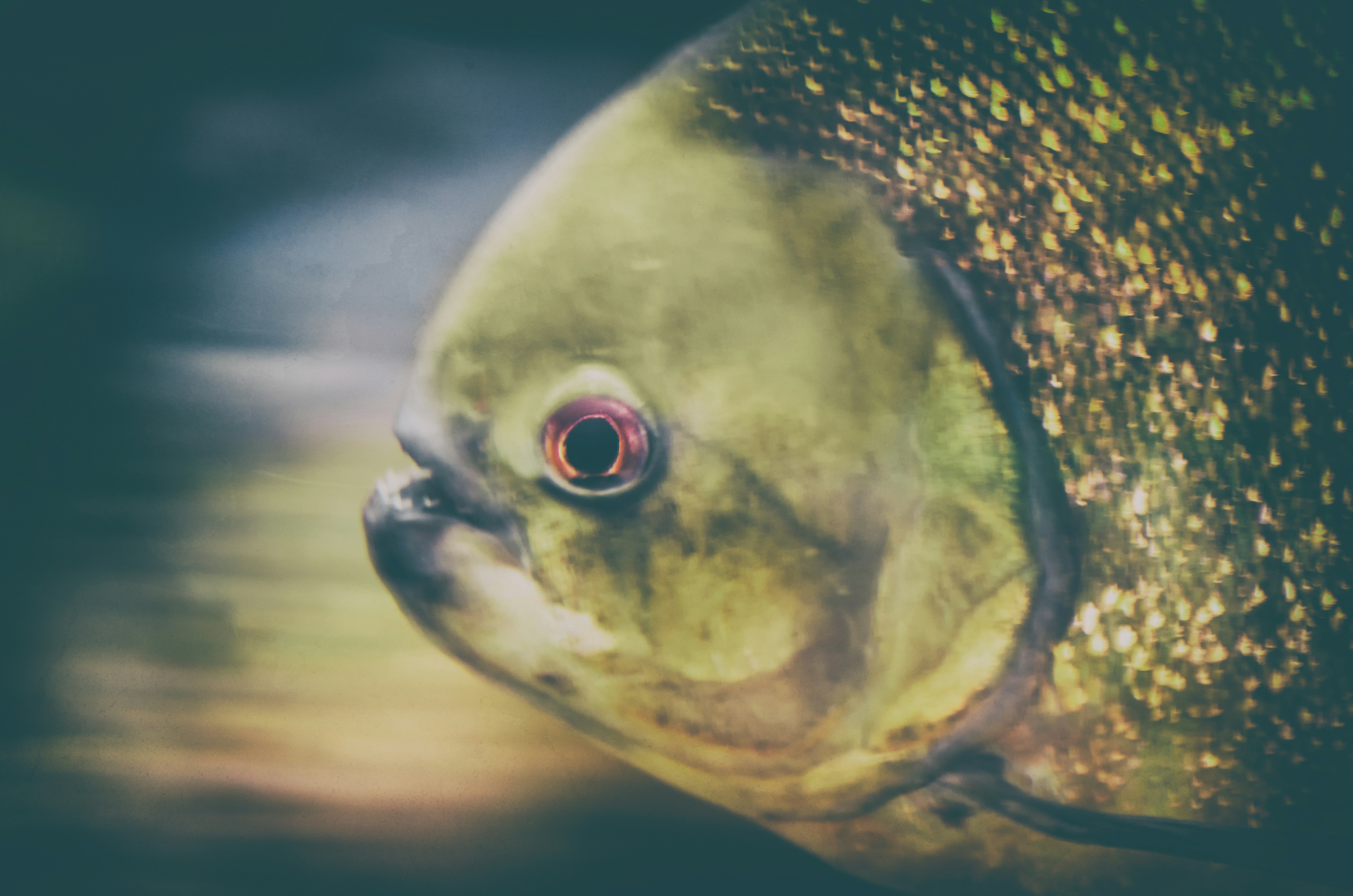 A close up of a fish with a blurry background photo – Free Nm Image on ...