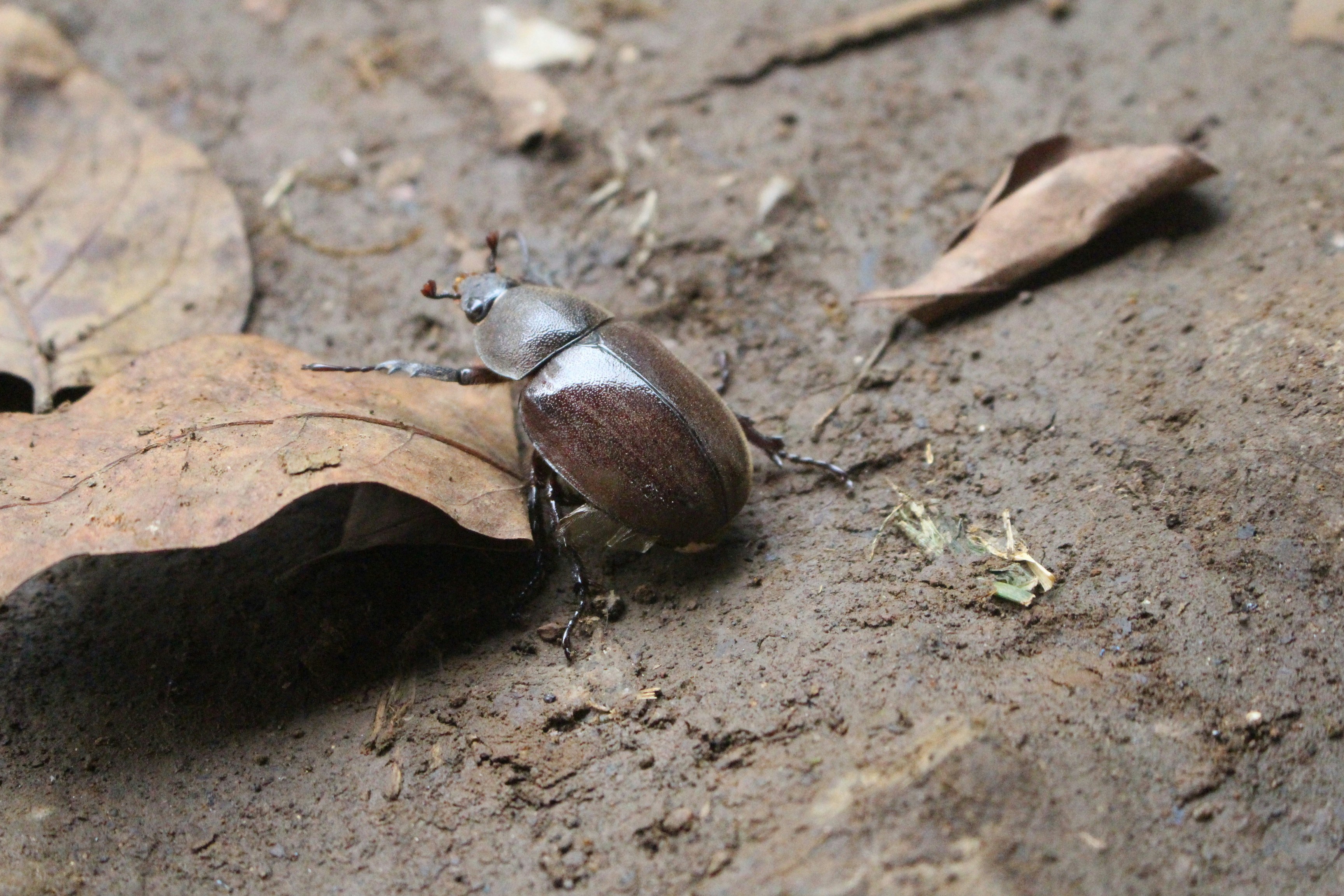 Close-Quarters Trek: A Brown Ground Beetle Crosses a Muddy Leaf-Litter Path