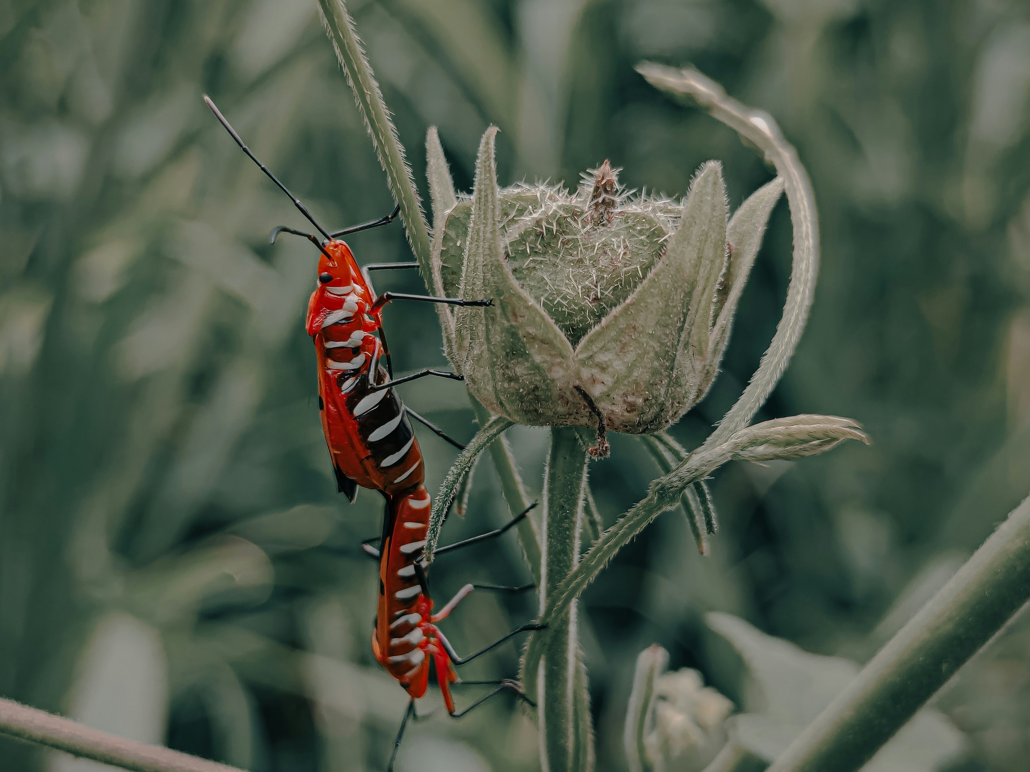 a couple of bugs sitting on top of a plant