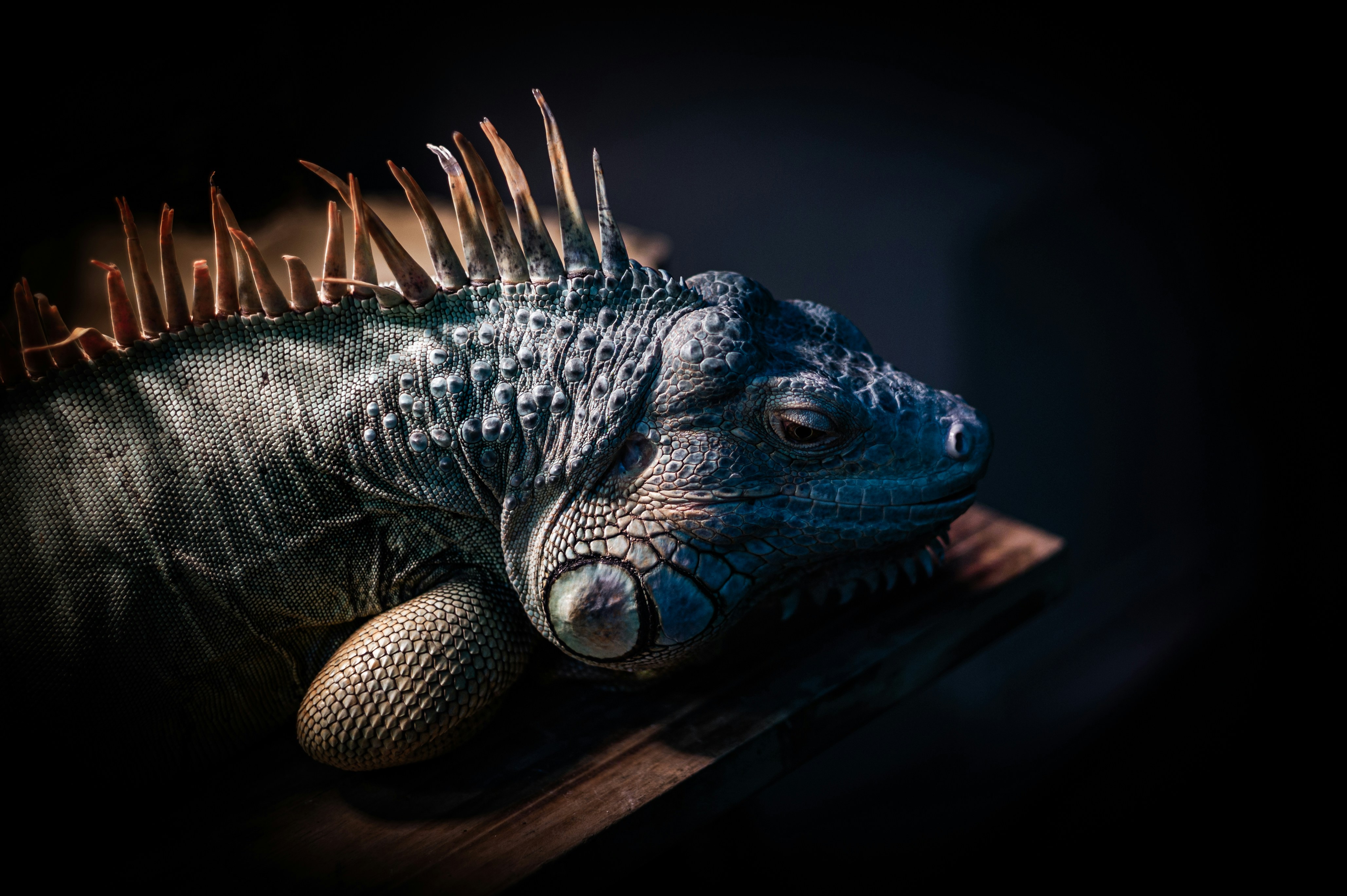 A close up of a lizard on a table photo – Free Animal Image on Unsplash