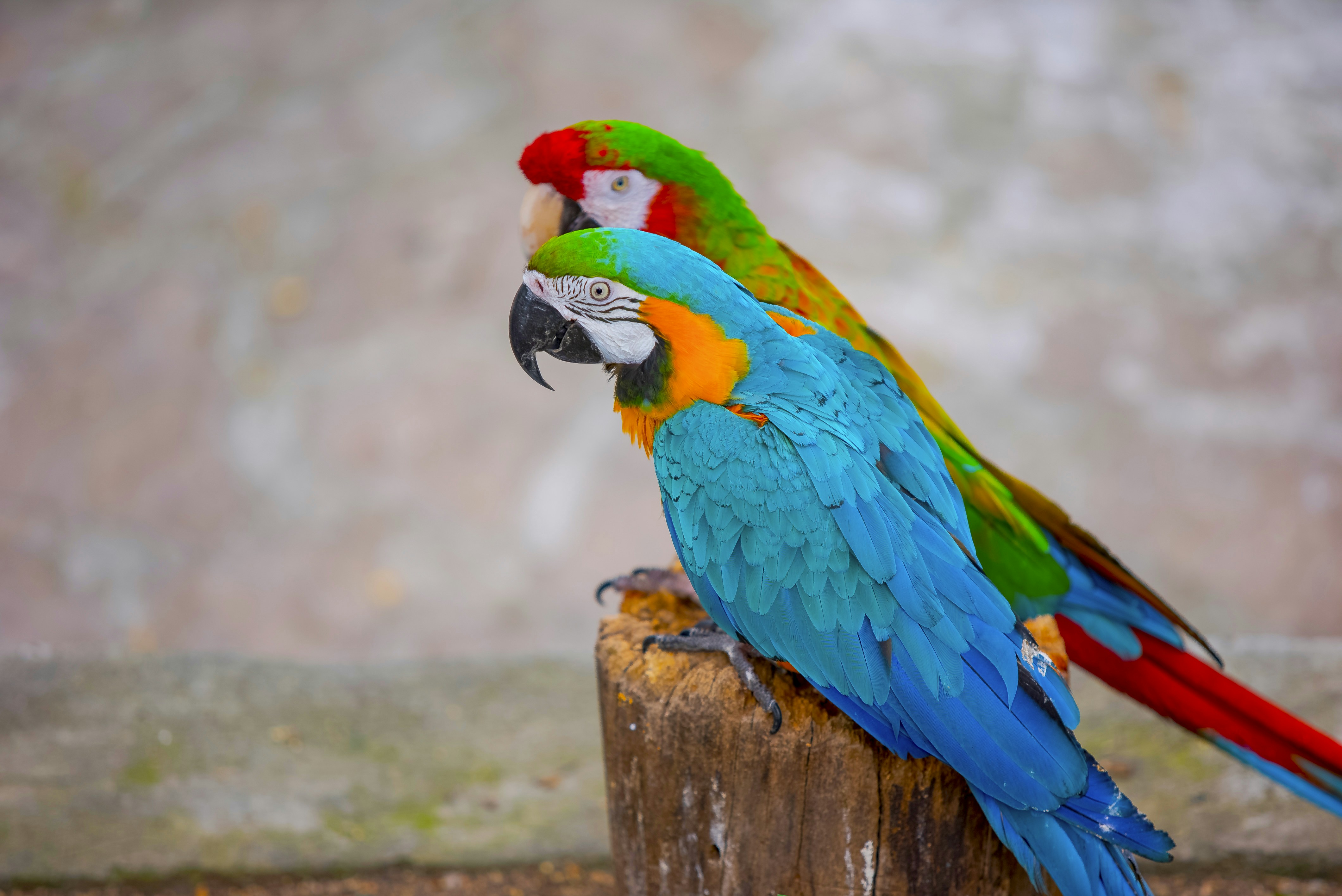 A colorful bird perched on top of a parrot photo – Free Loro Image on ...