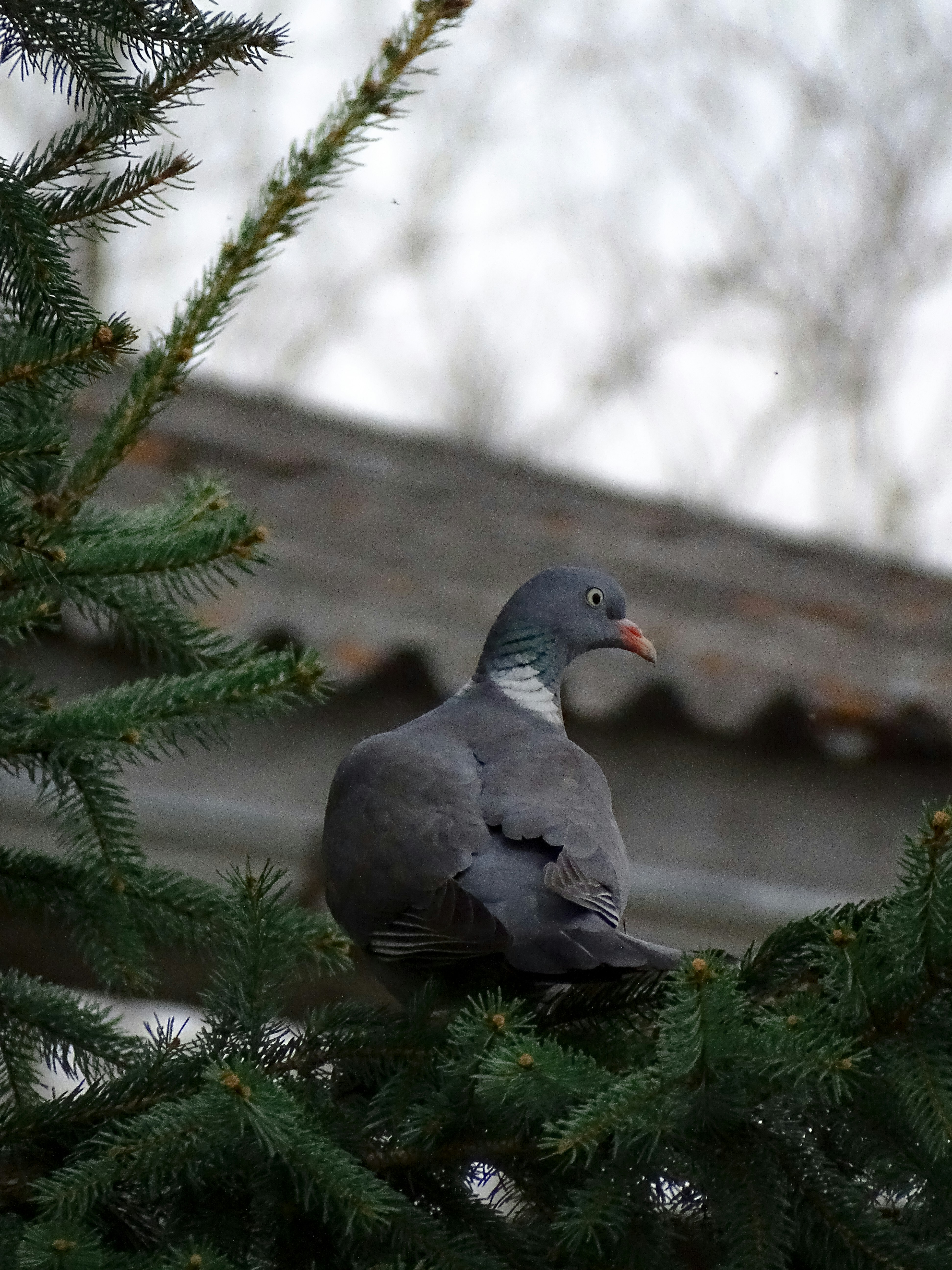 A gray pigeon perched on a branch of a pine tree, surrounded by soft greenery and a blurred background. 