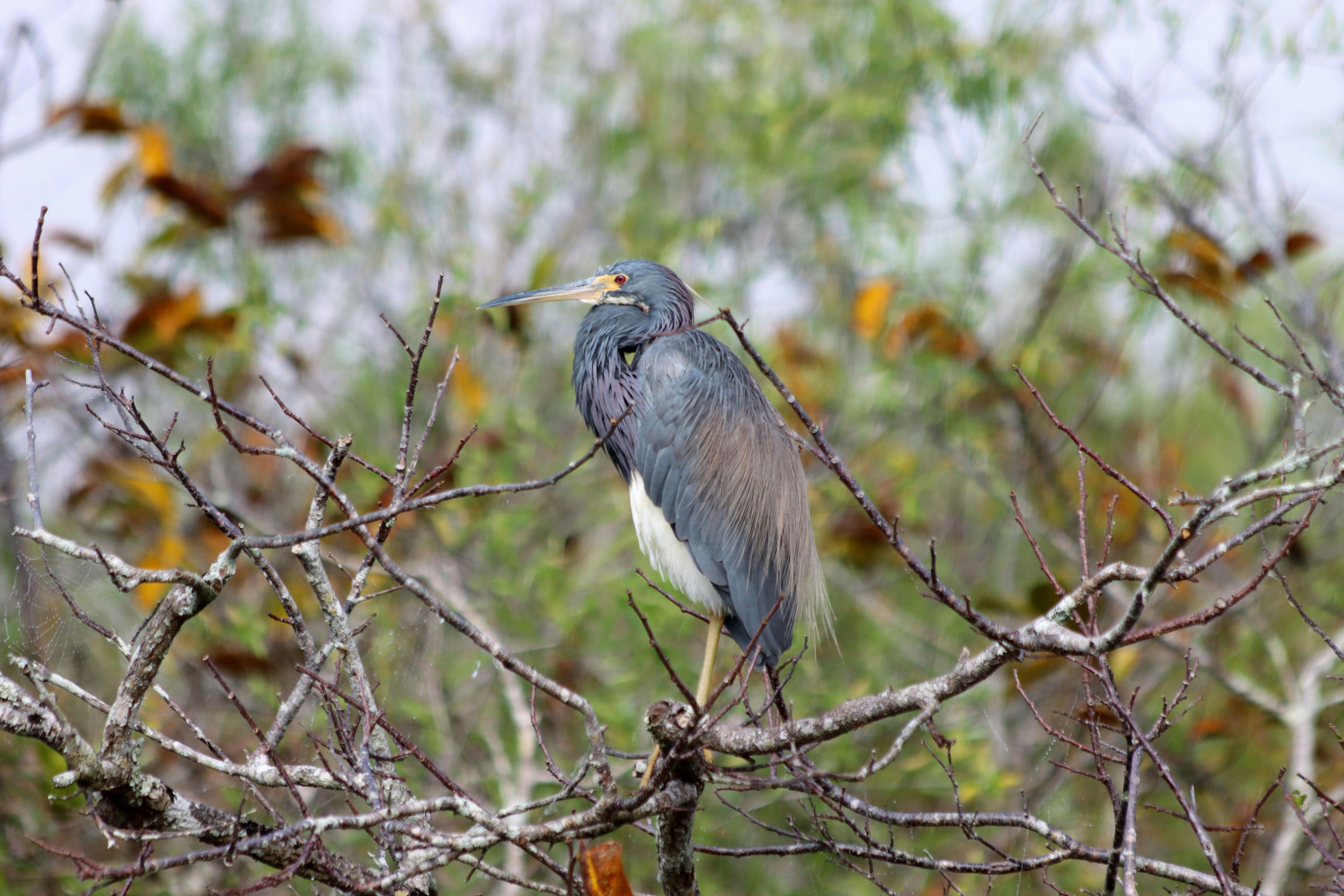 Quiet Grey Heron Resting Among a Web of Winter Branches