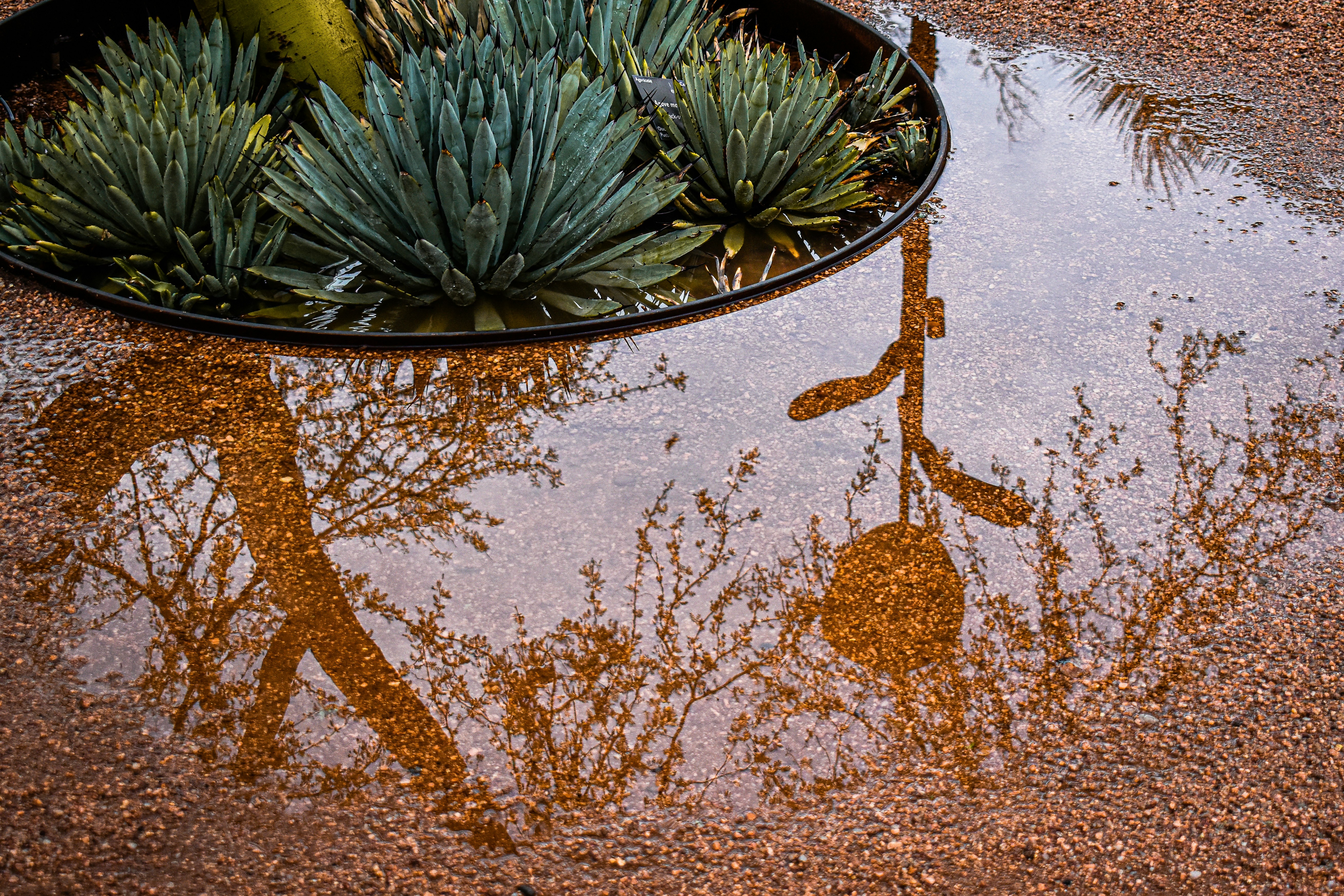 a reflection of a tree in a puddle of water