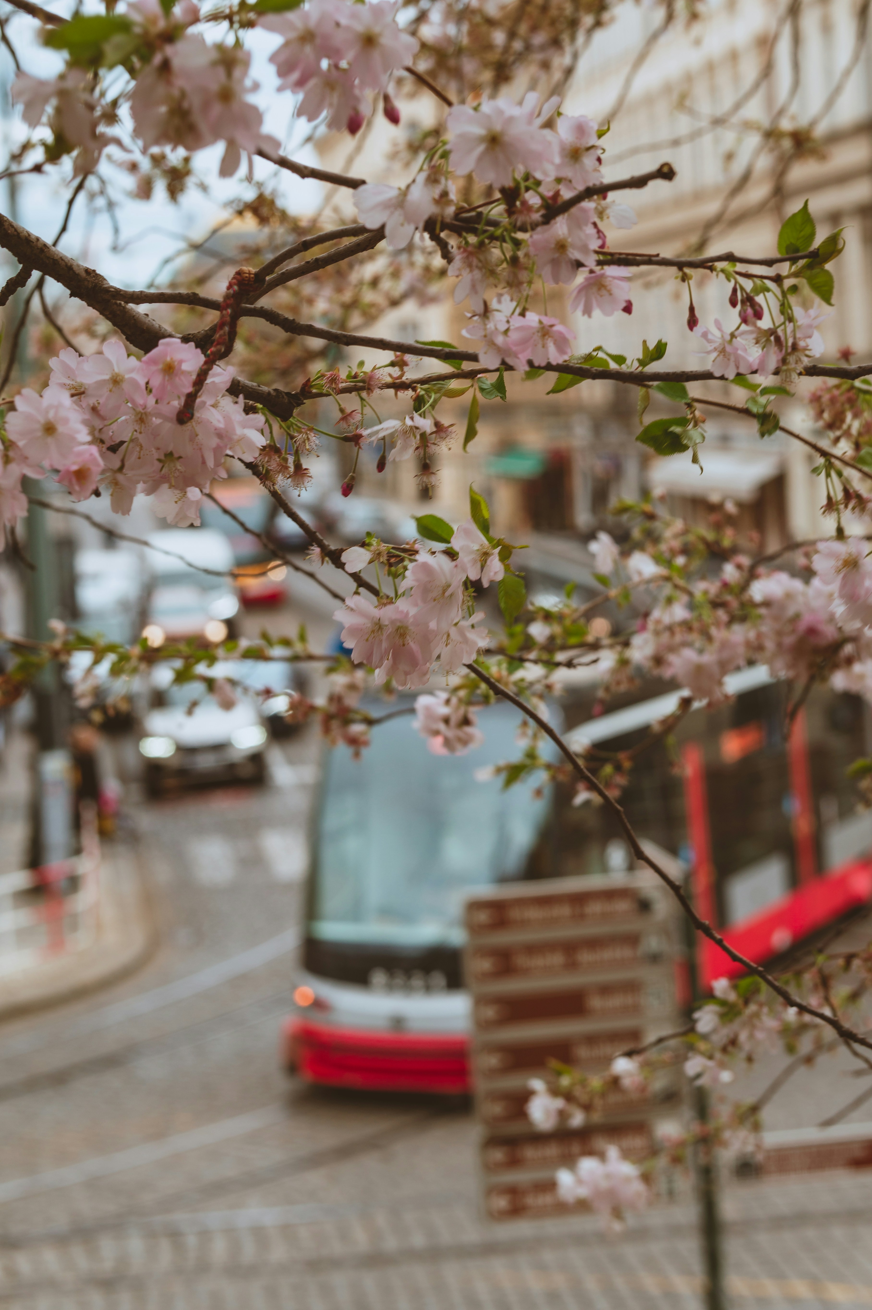 Pink Blossoms Framing a Passing City Tram
